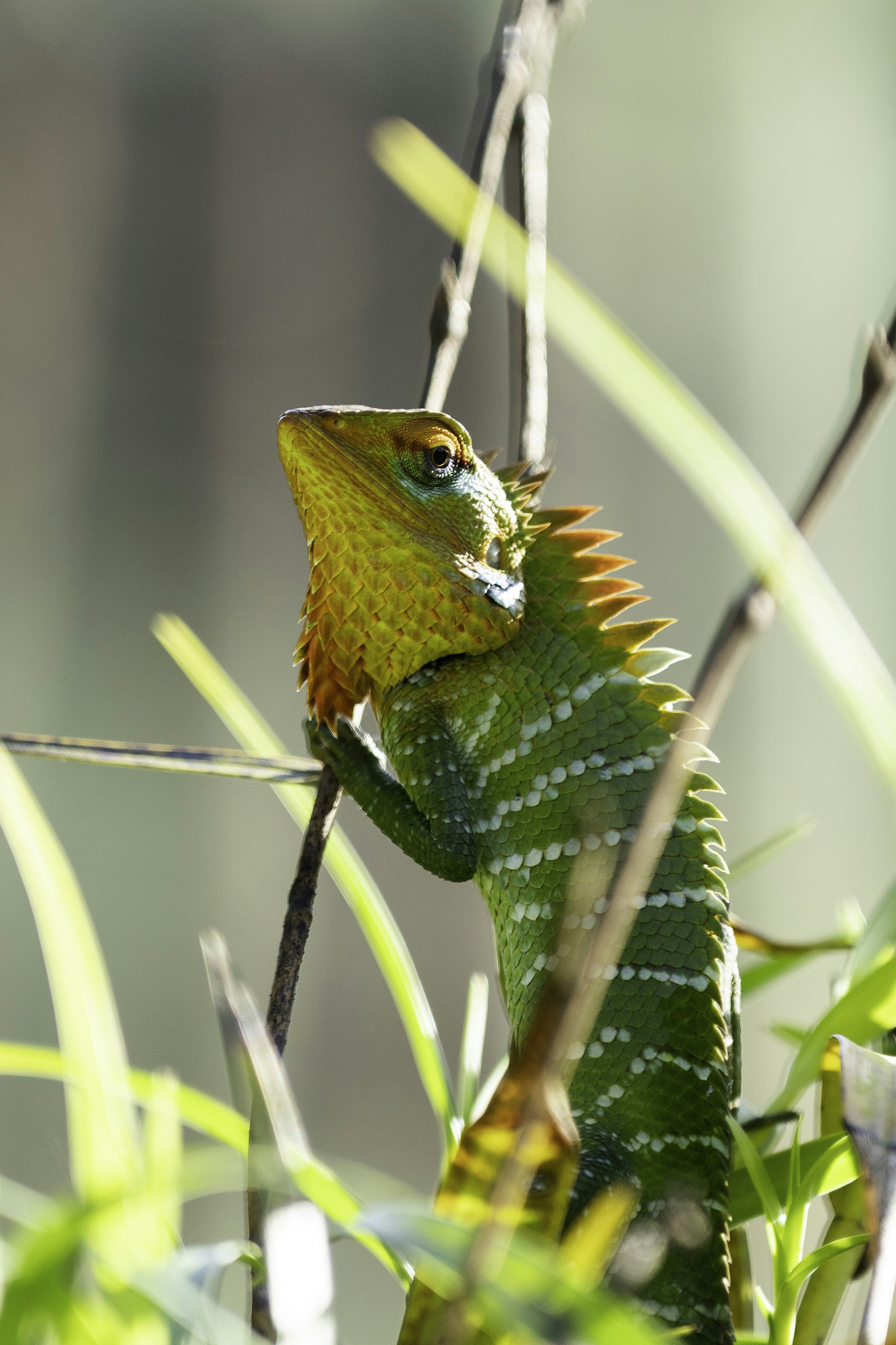 Sunlit Crest: A Green Lizard Clings to a Reed