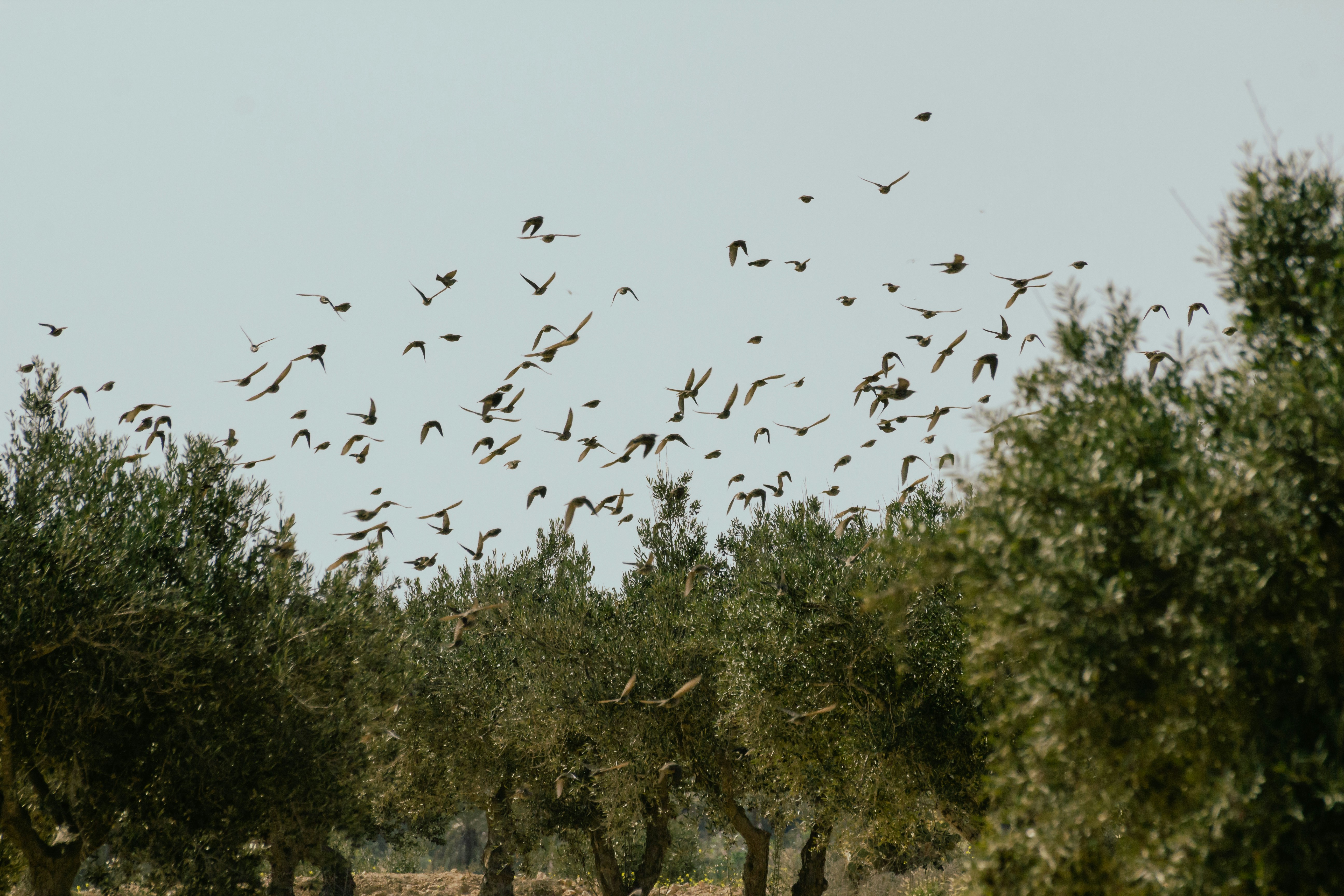 A flock of birds flying over a field photo – Free Djerba Image on Unsplash