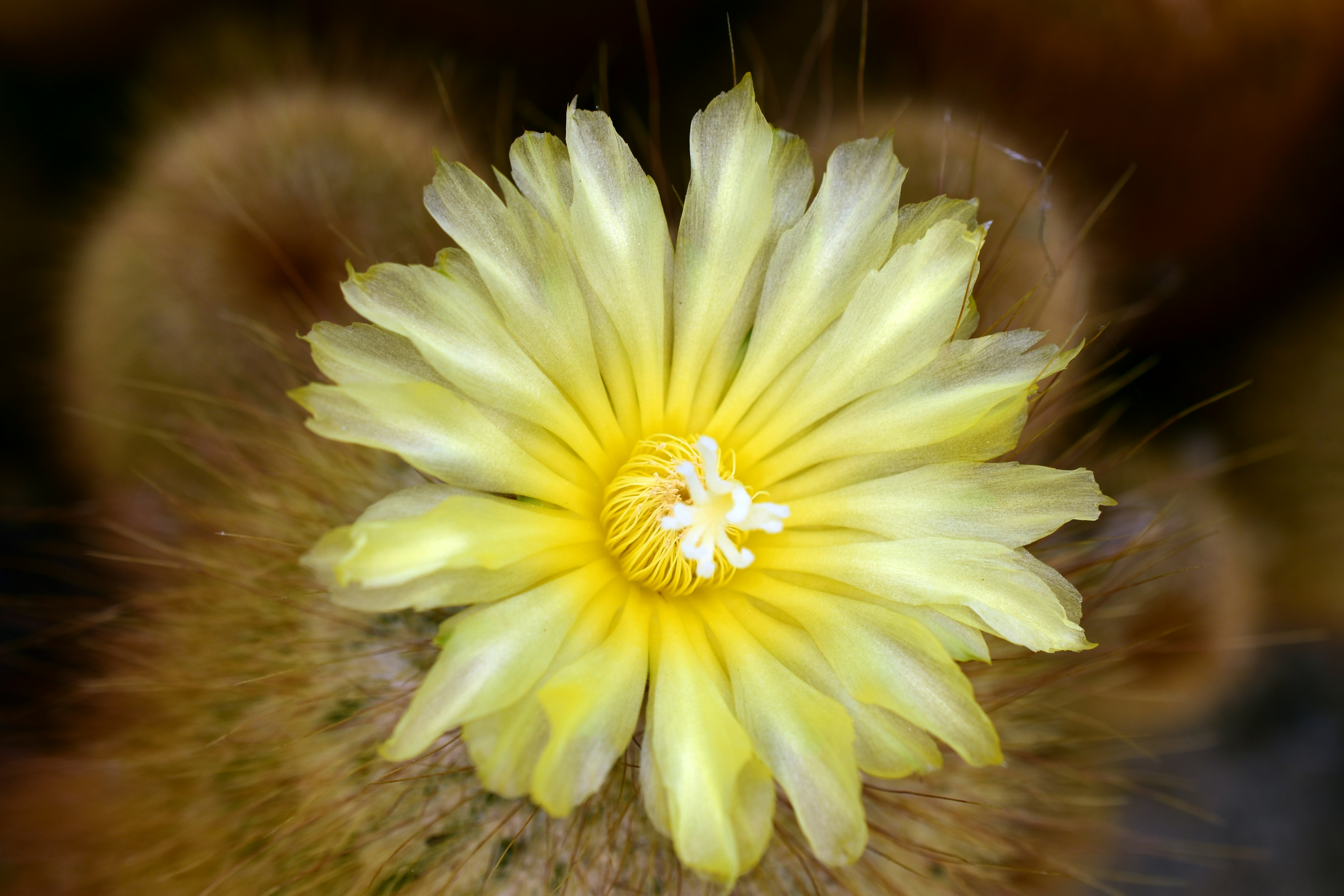 Cactus Bloom in Focus: A Pale Yellow Flower Amid Soft Desert Glow