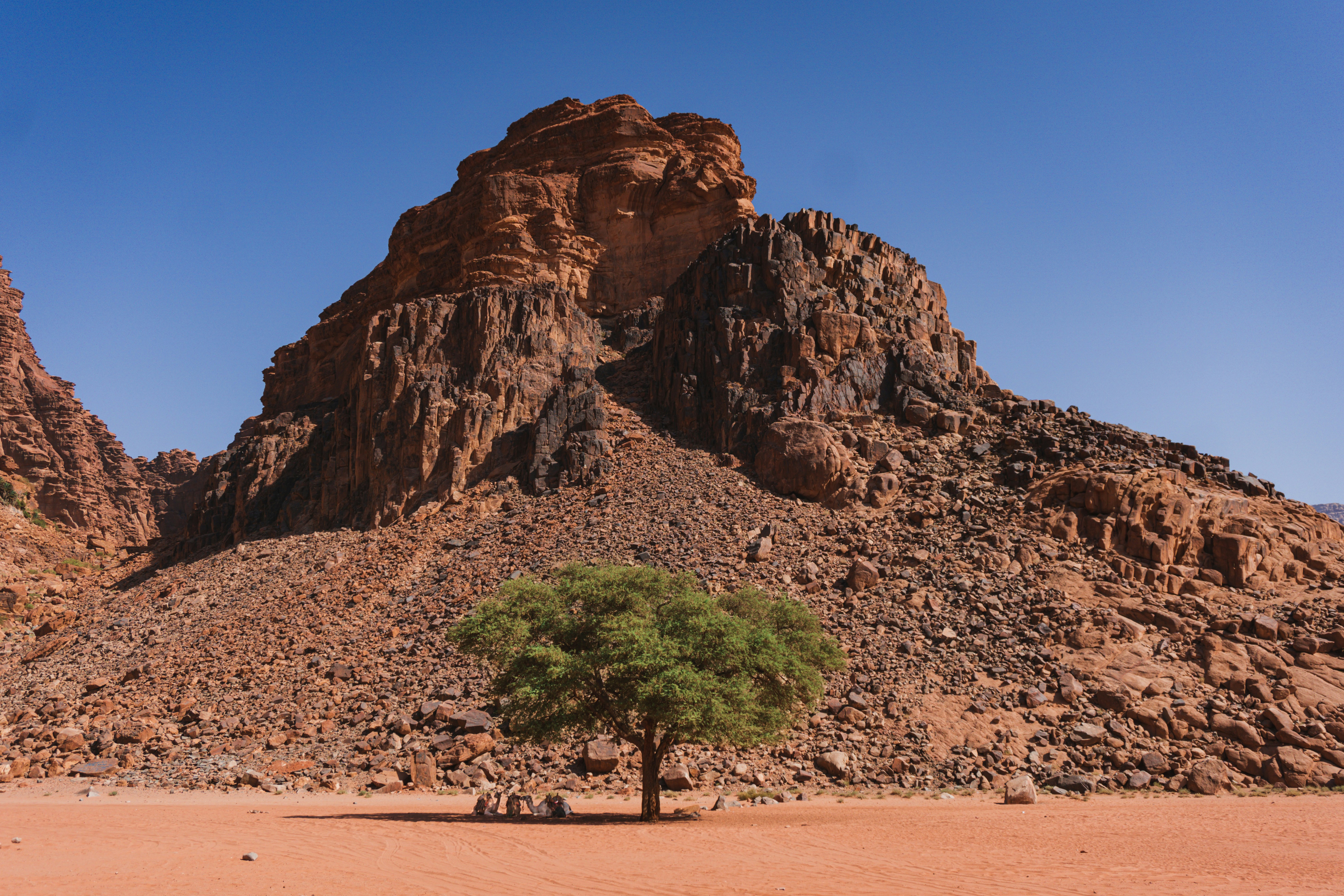 Lone tree stands against a rugged desert mountain under a clear blue sky.