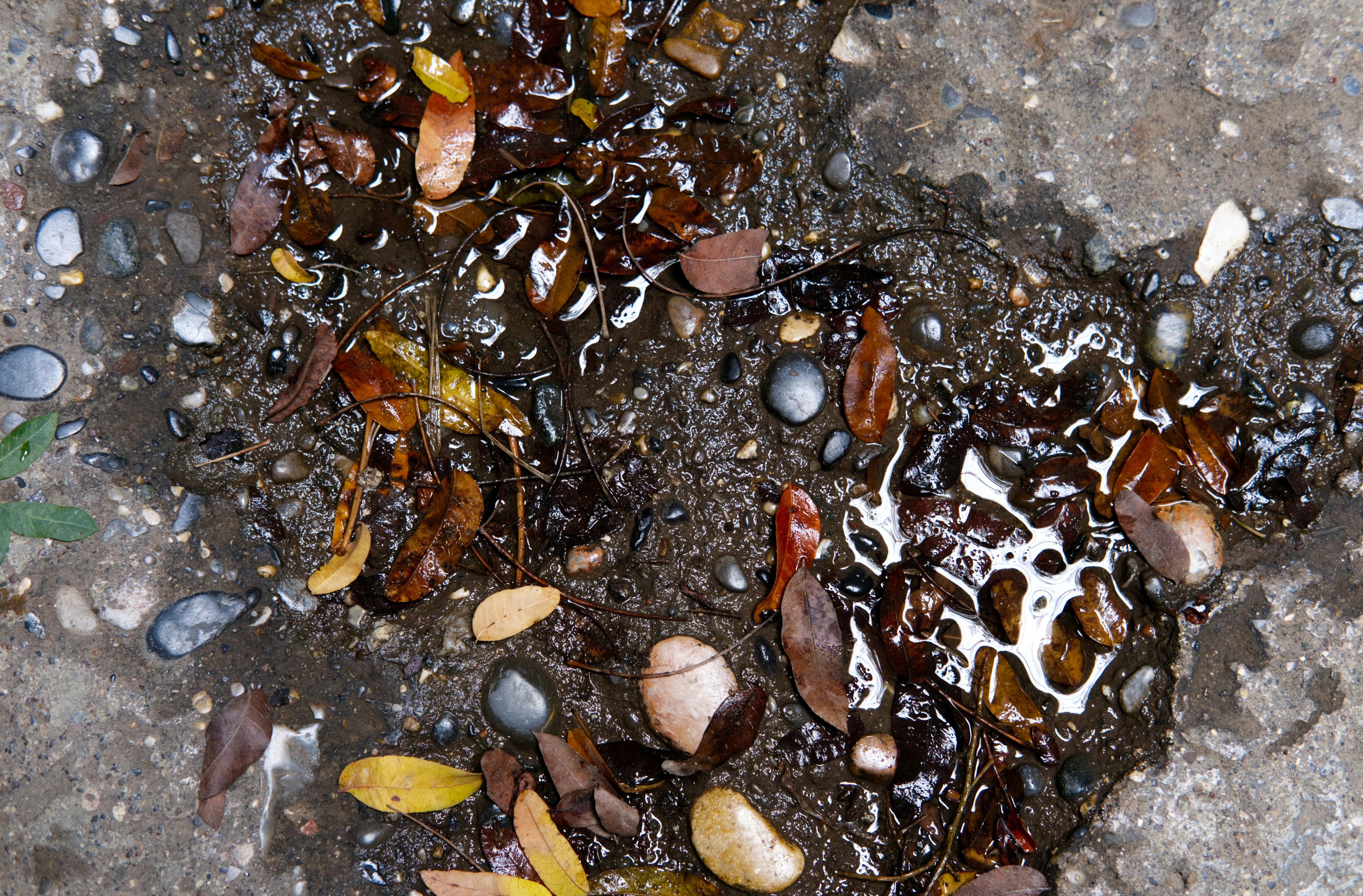 Rain-kissed Autumn Mosaic on a Wet Concrete Surface