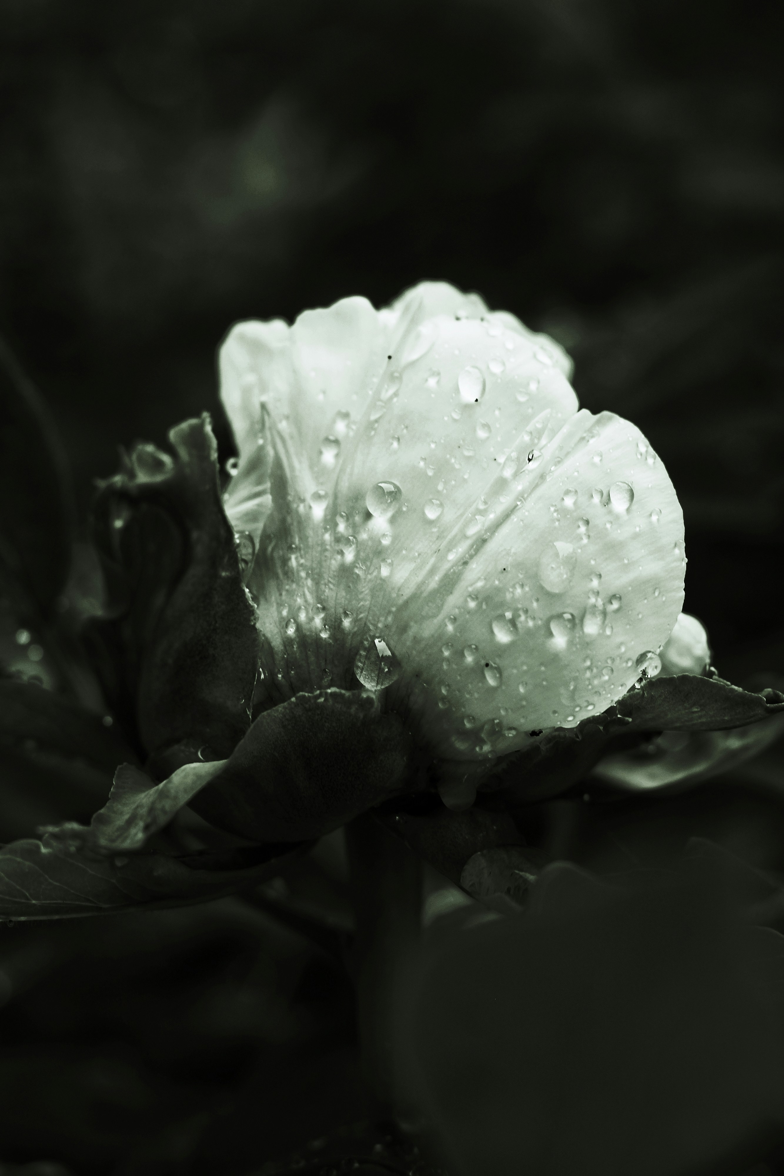 Monochrome Bloom: Water-Diamond Petal in Dim Light