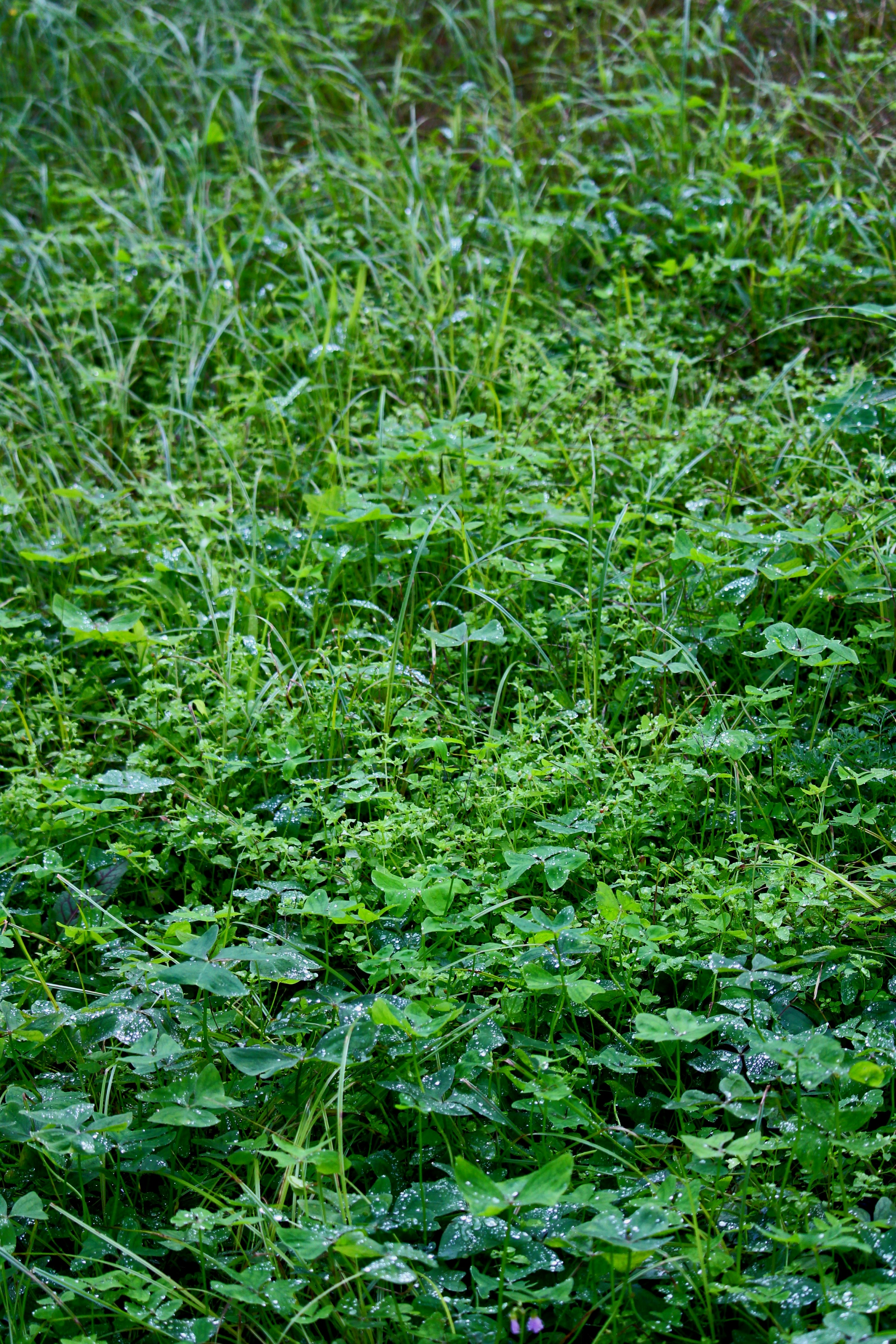 Photo by Reza Ghobadi with Canon EOS 1300D