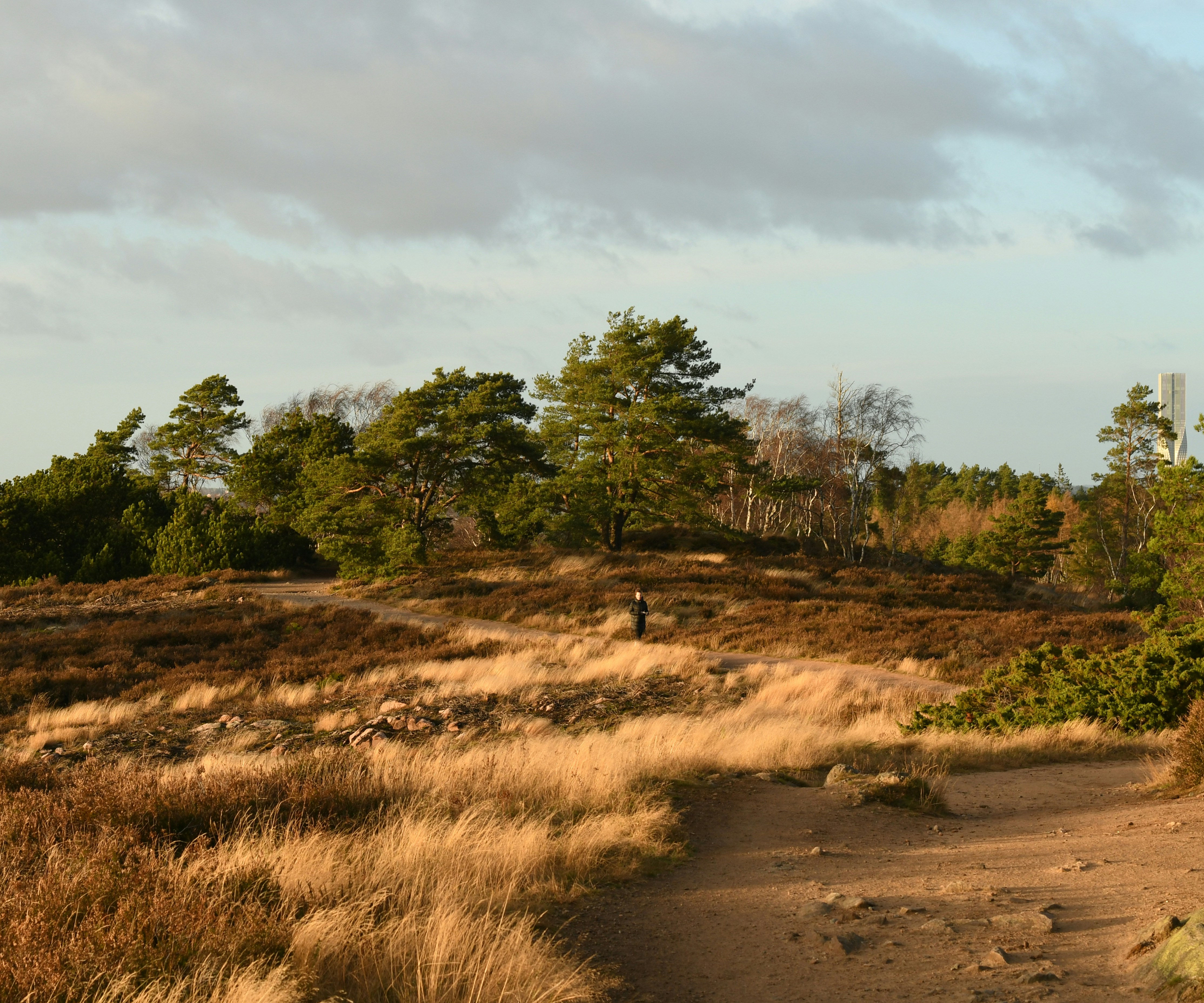 Lone Wanderer on a Sunlit Heath Among Wind-Kissed Pines