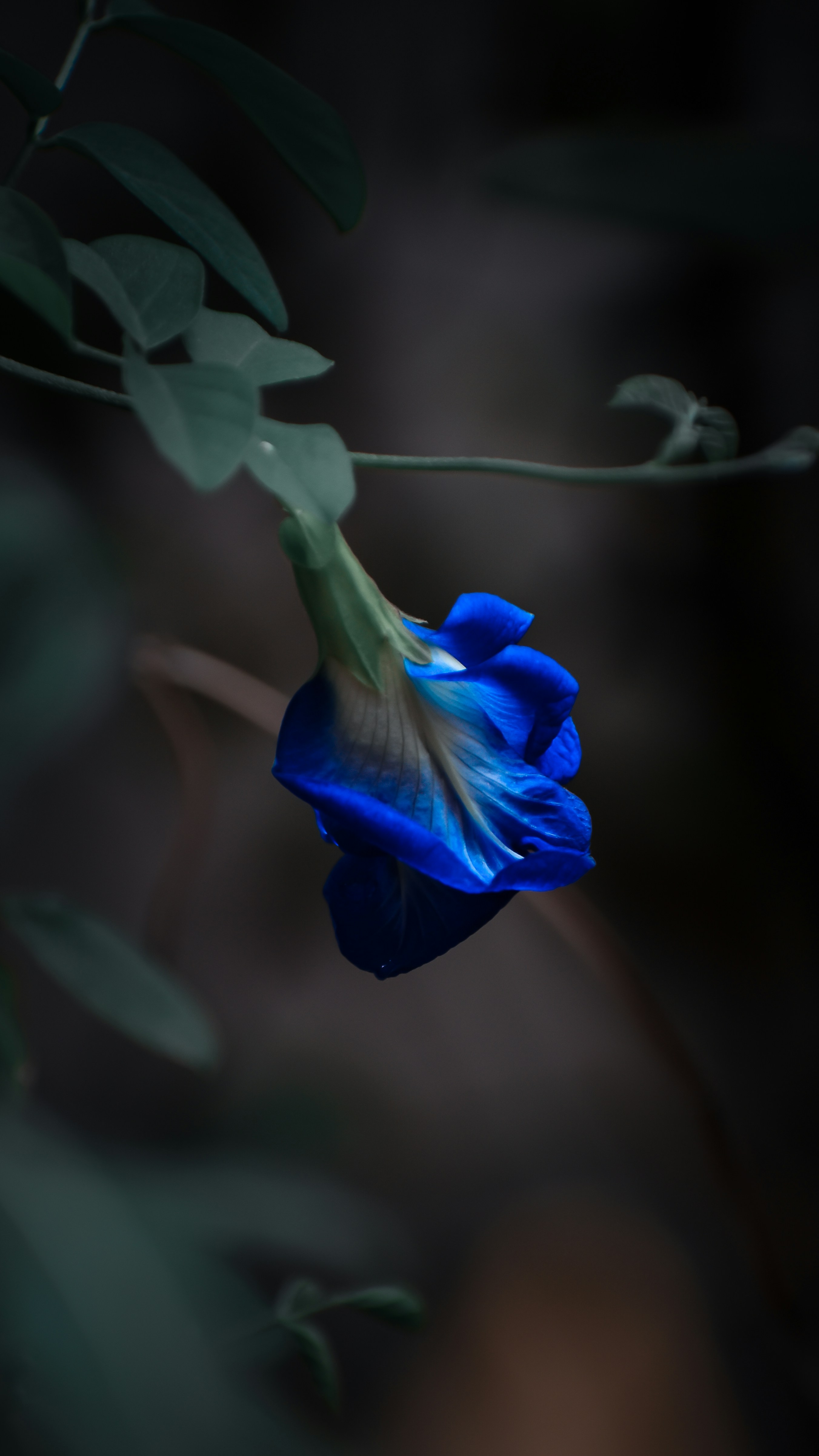 Midnight Indigo Bloom: a solitary blue blossom in velvet shadow