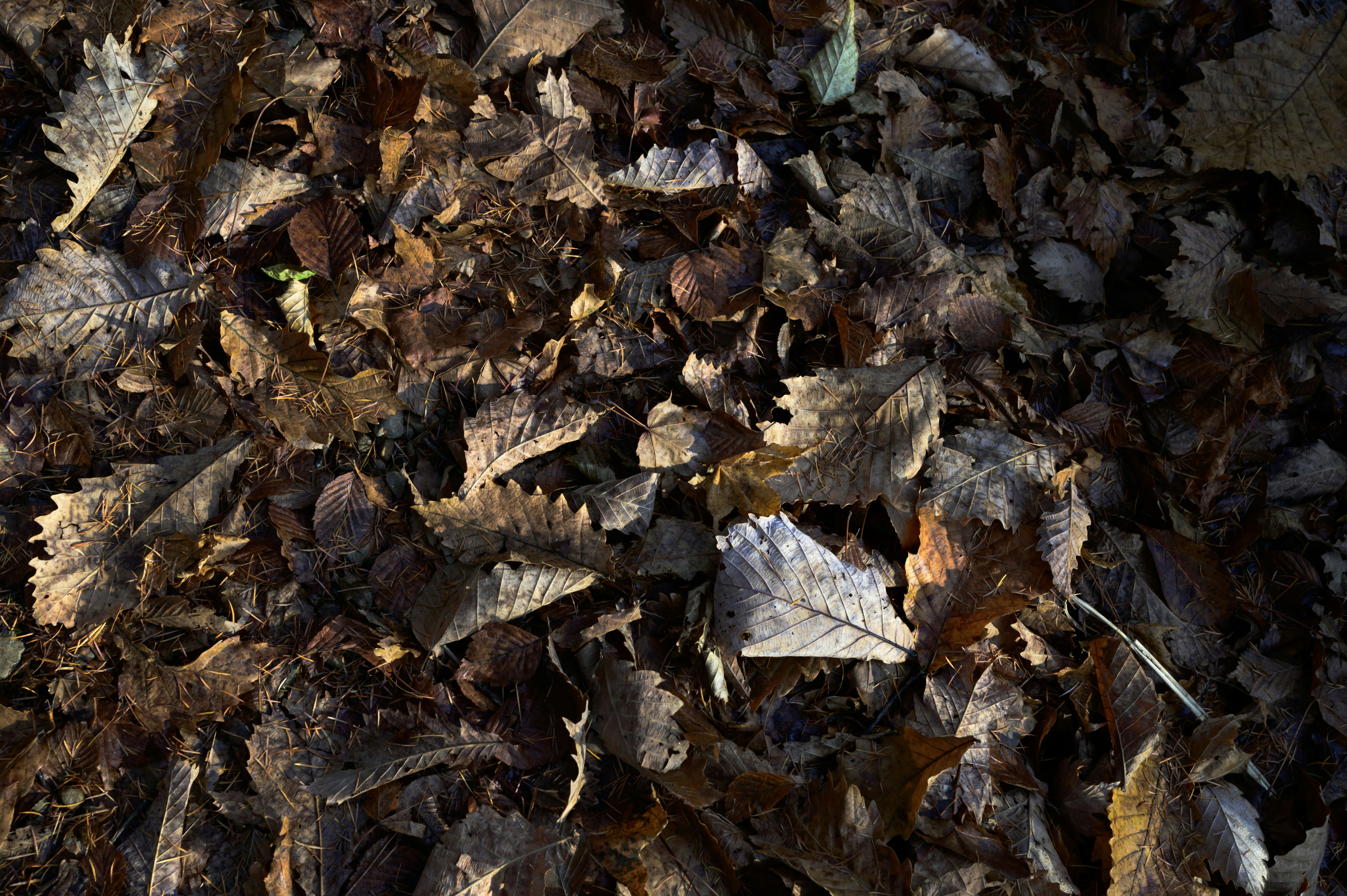 Pale Leaf in a Quiet Carpet: An Autumn Groundscape