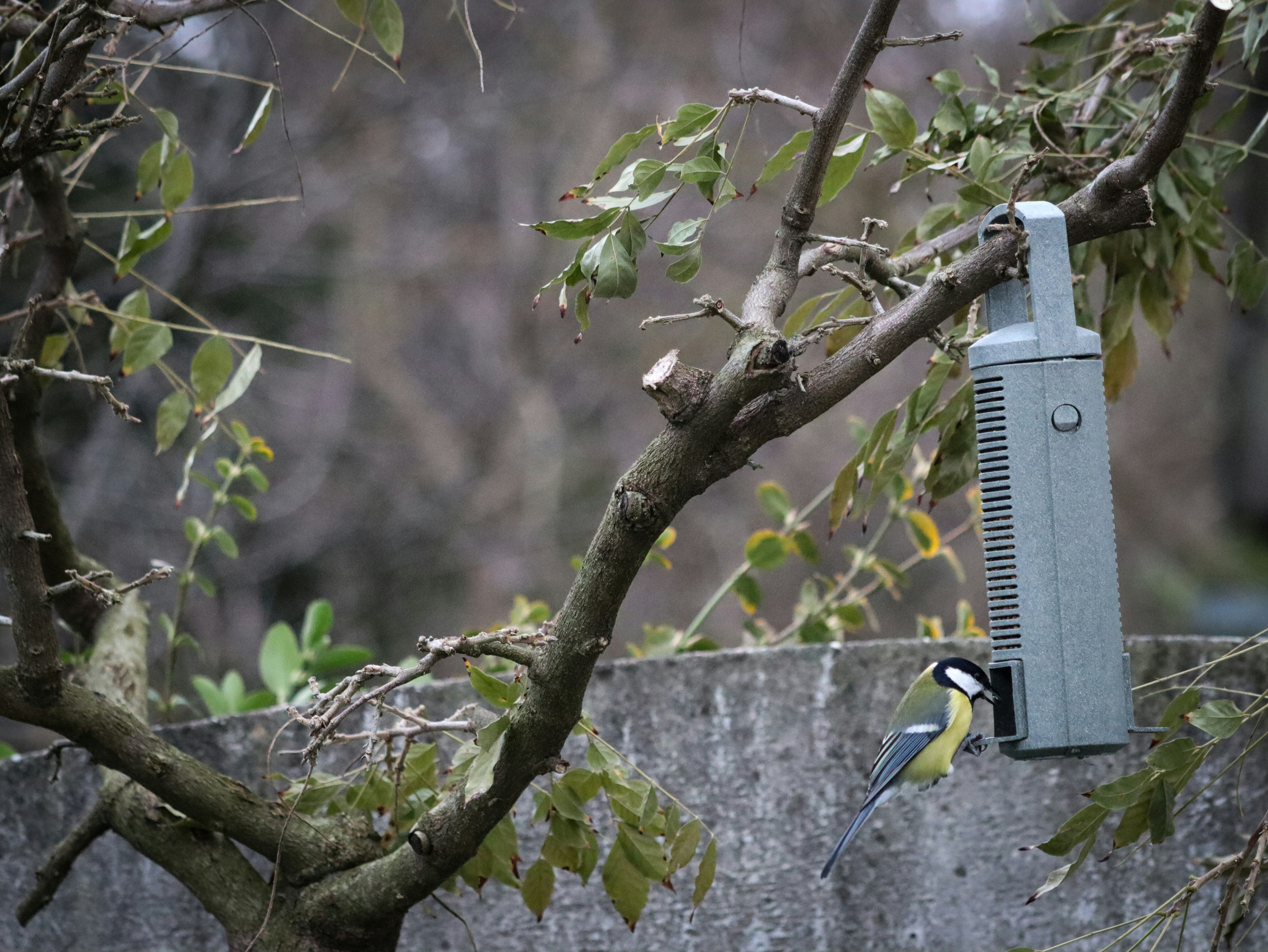 Bird on a fiber-hungry perch: a blue-gray trail cam deploys near a garden fence