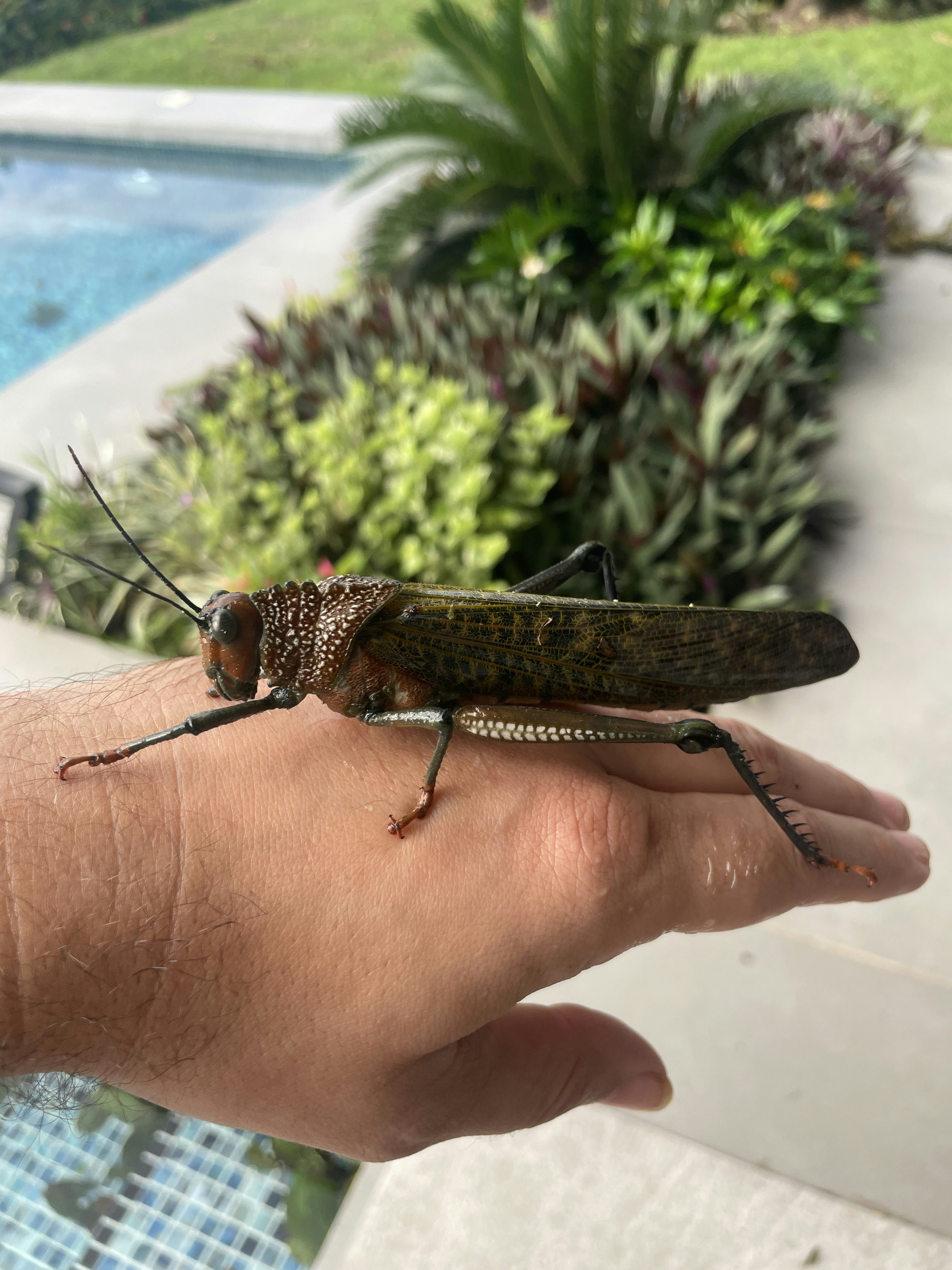 Giant red-winged grasshopper on hand
