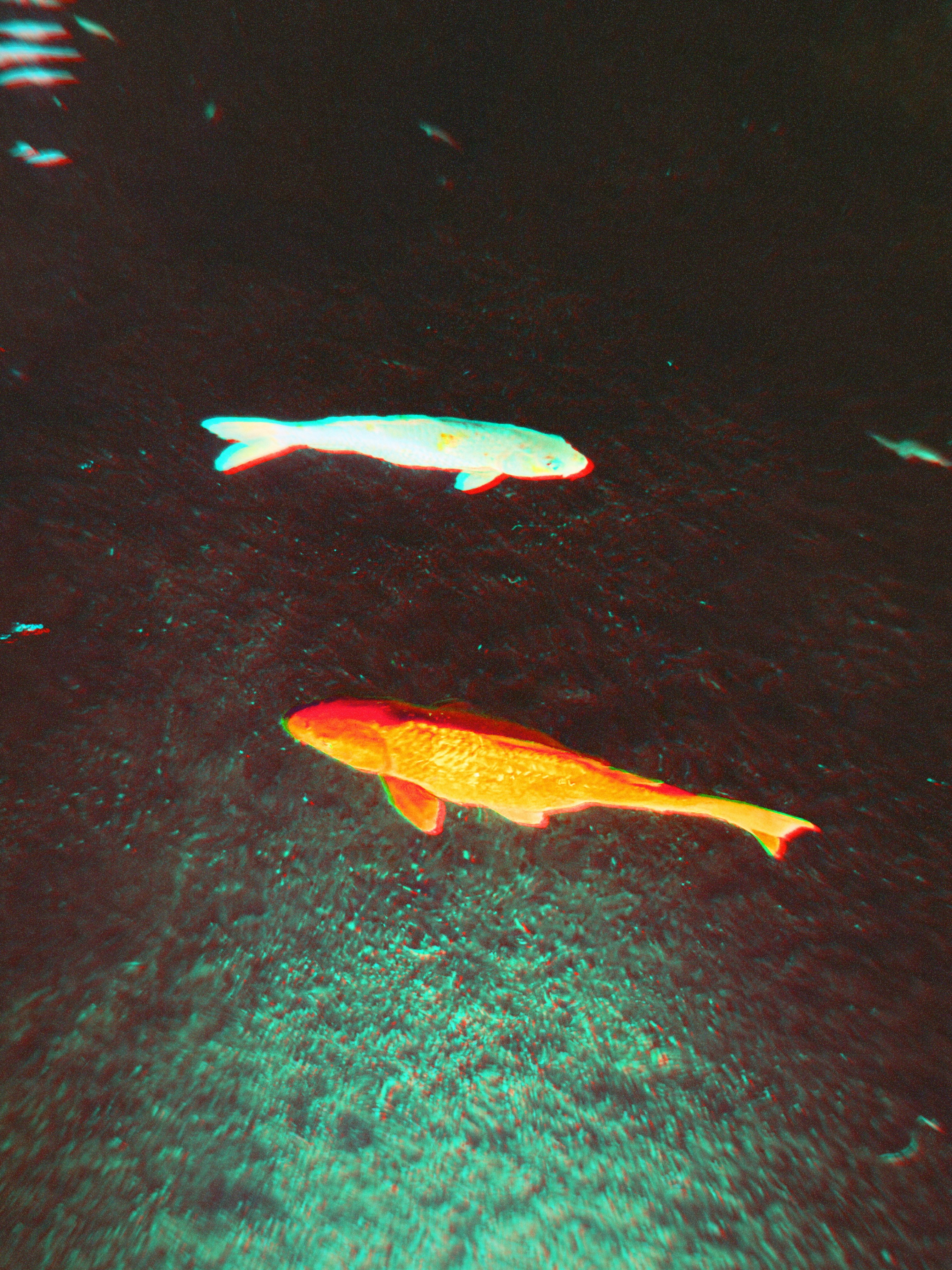 Neon Koi in a Night Pool: Orange Verve and Cyan Drift