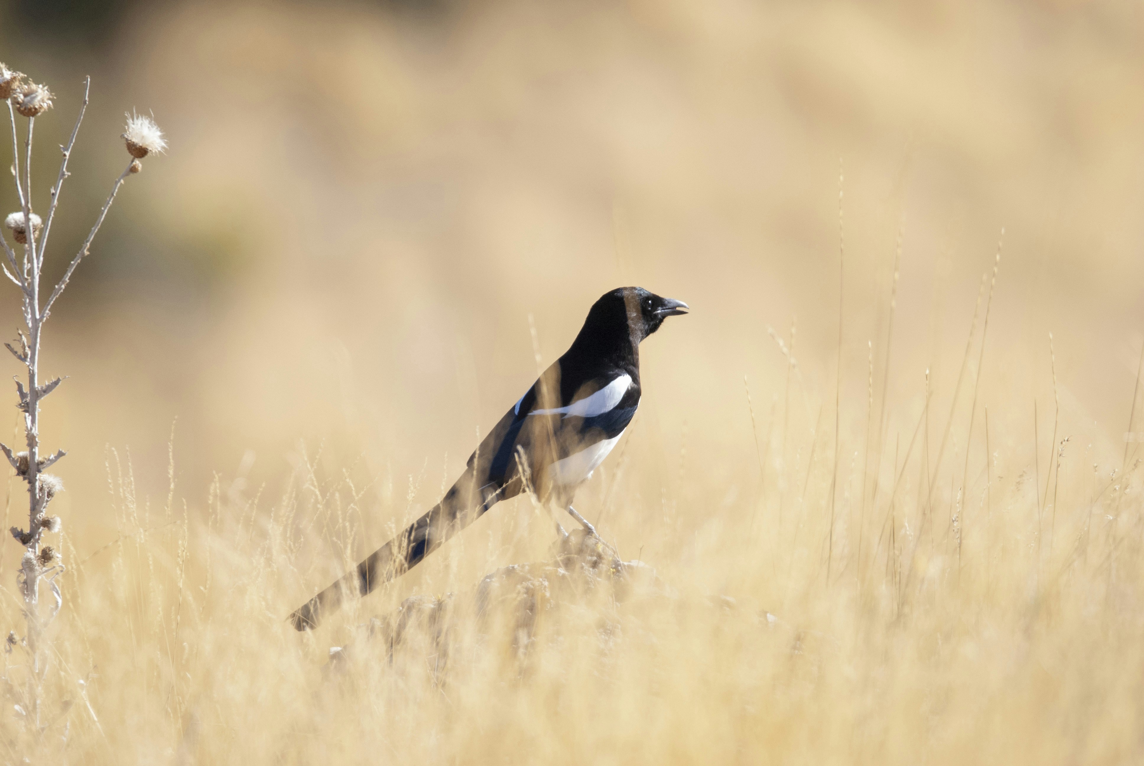 Black billed Magbpie on a grass hill