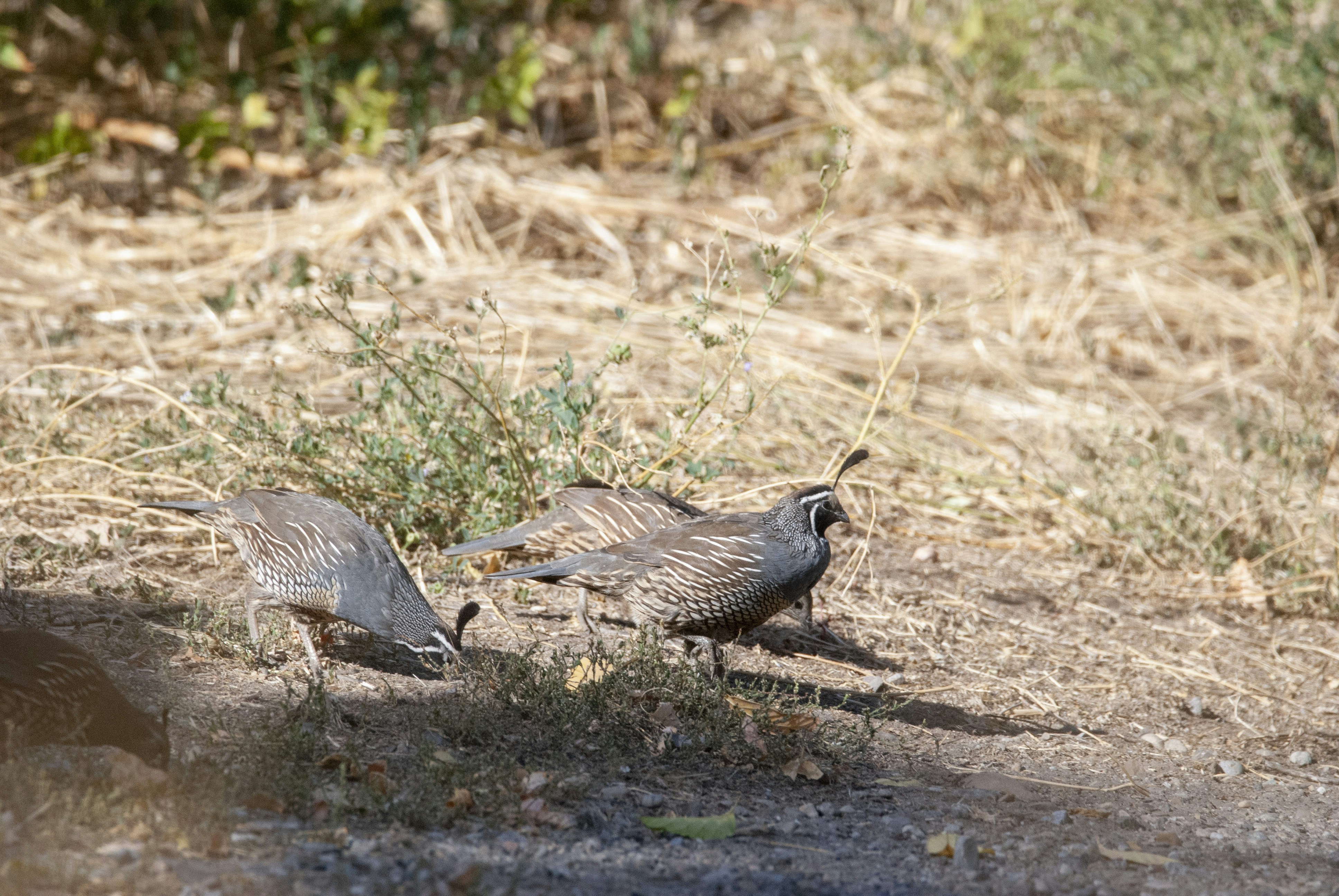 Group of California Quail foraging in dry grass