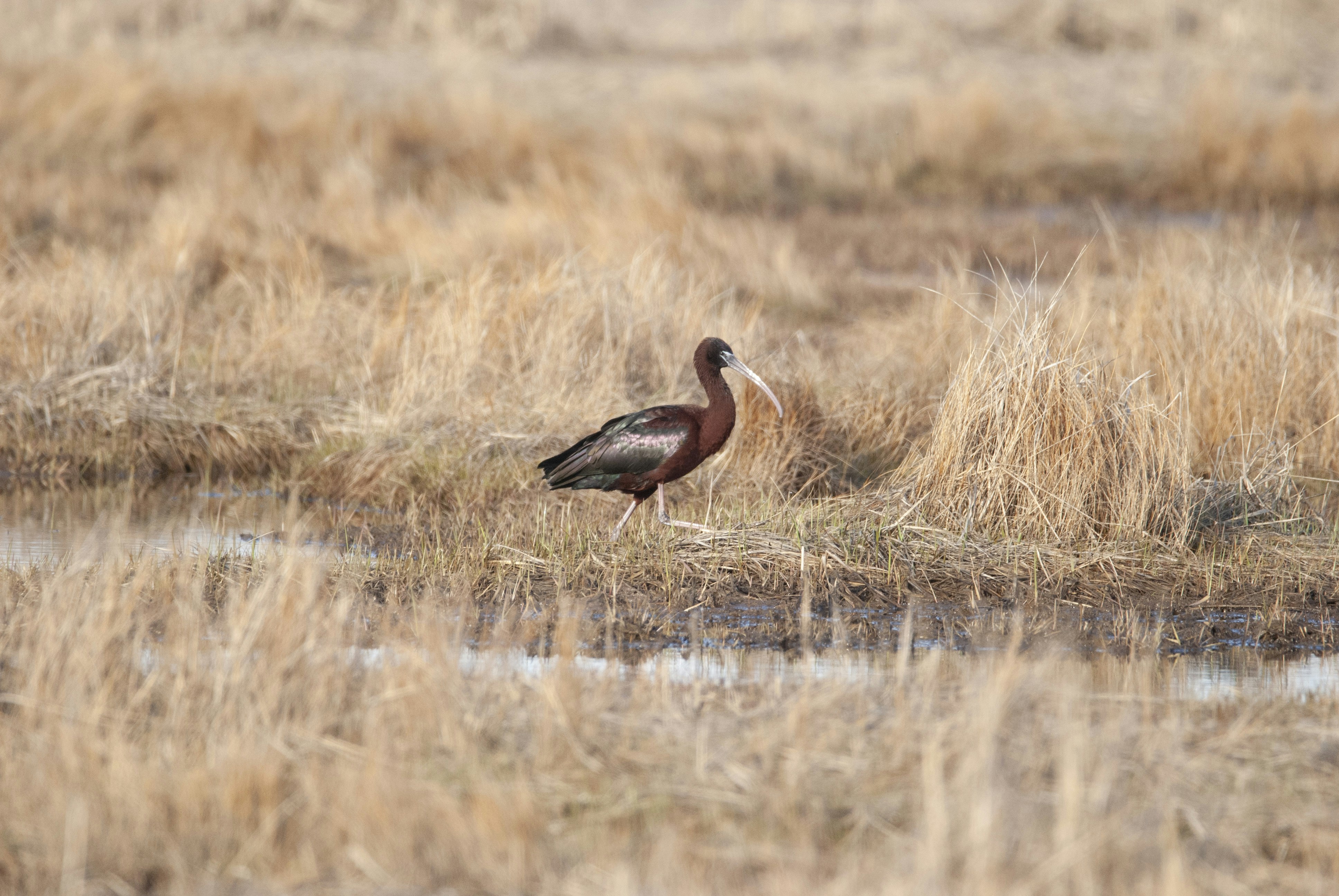 Rusty-Plumed Wader at the Edge of a Dry Marsh