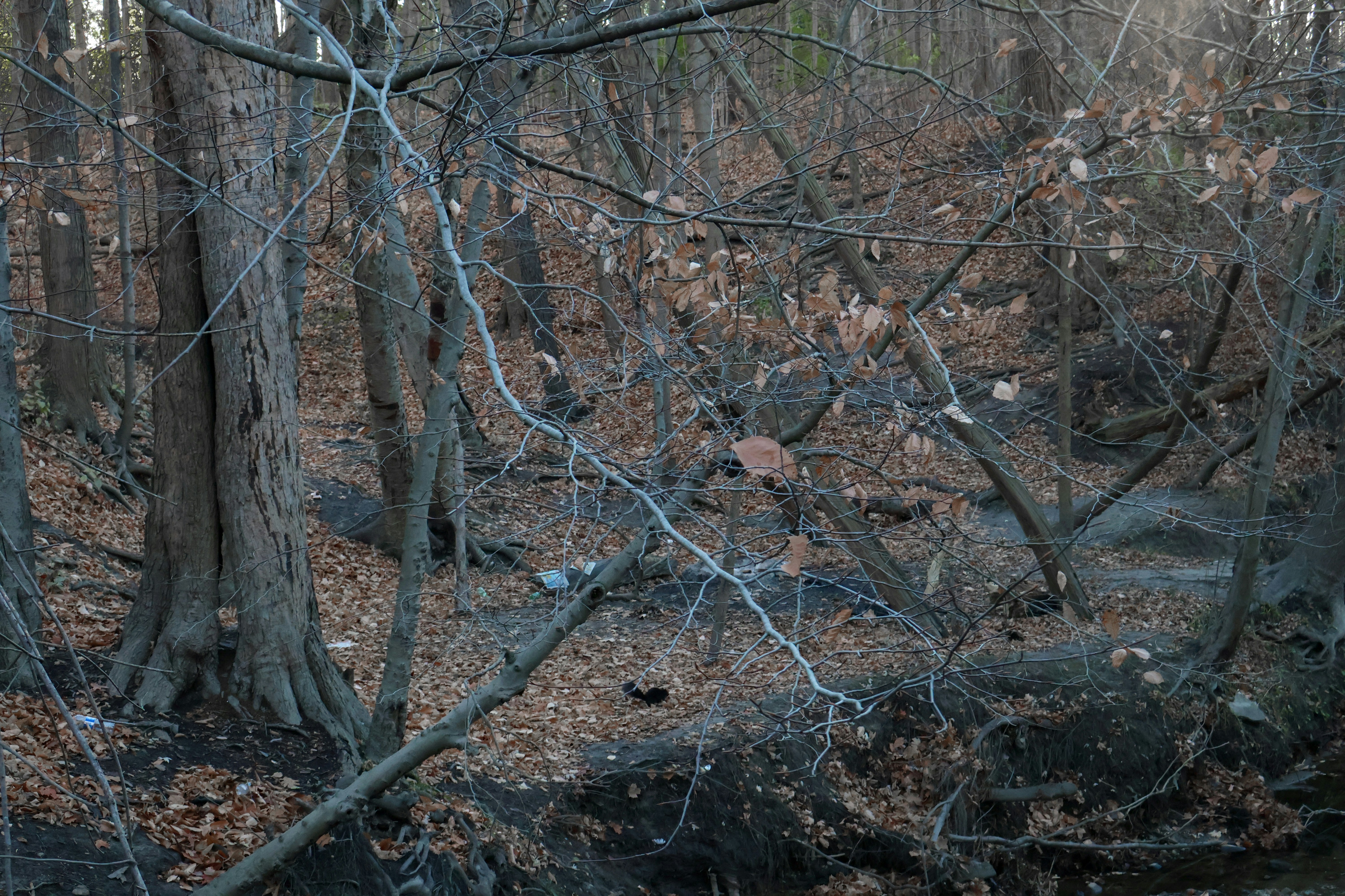 Picture of G Ross Park