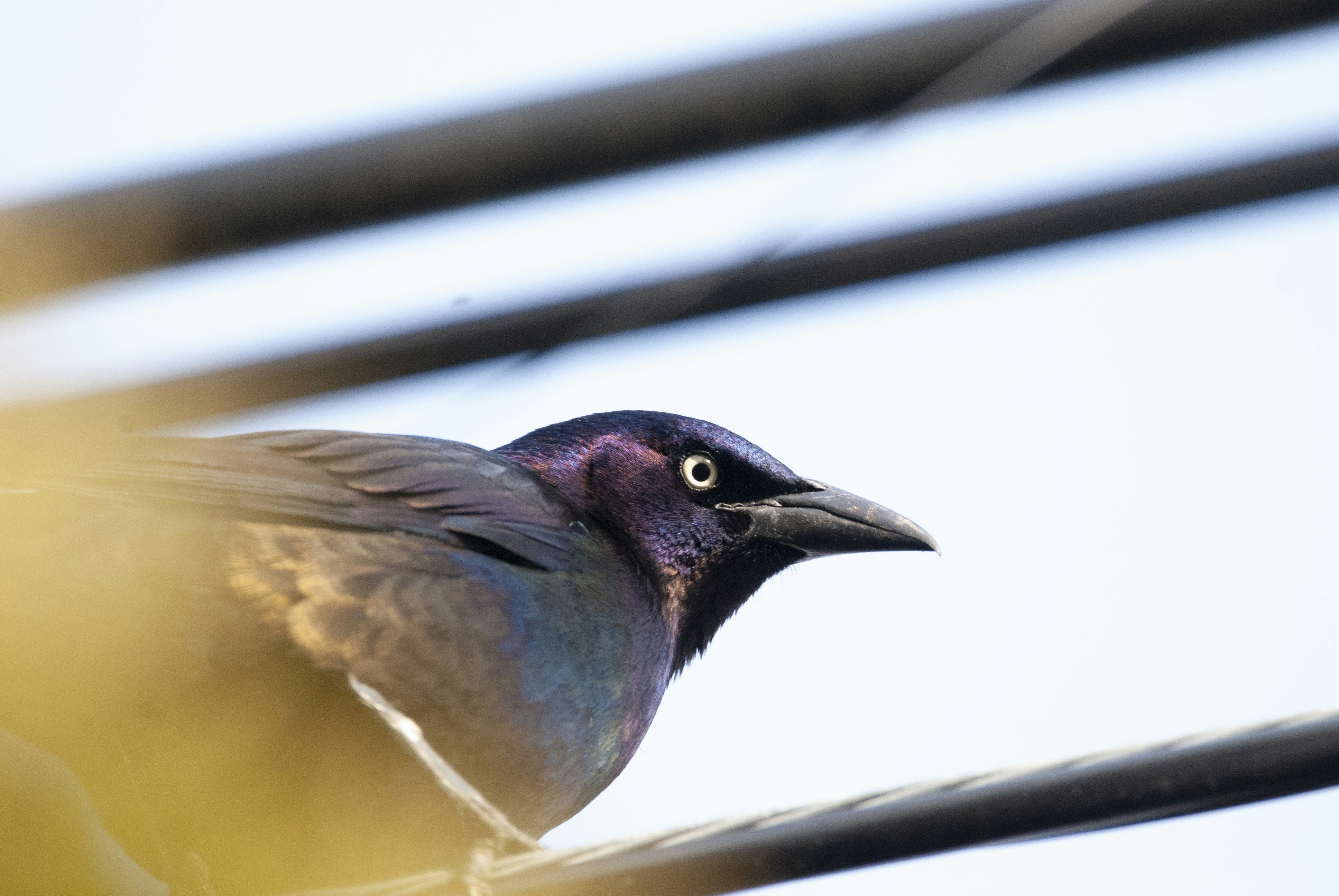 Iridescent Glance on Wires: A Glossy Starling Amid Sunlit Cables
