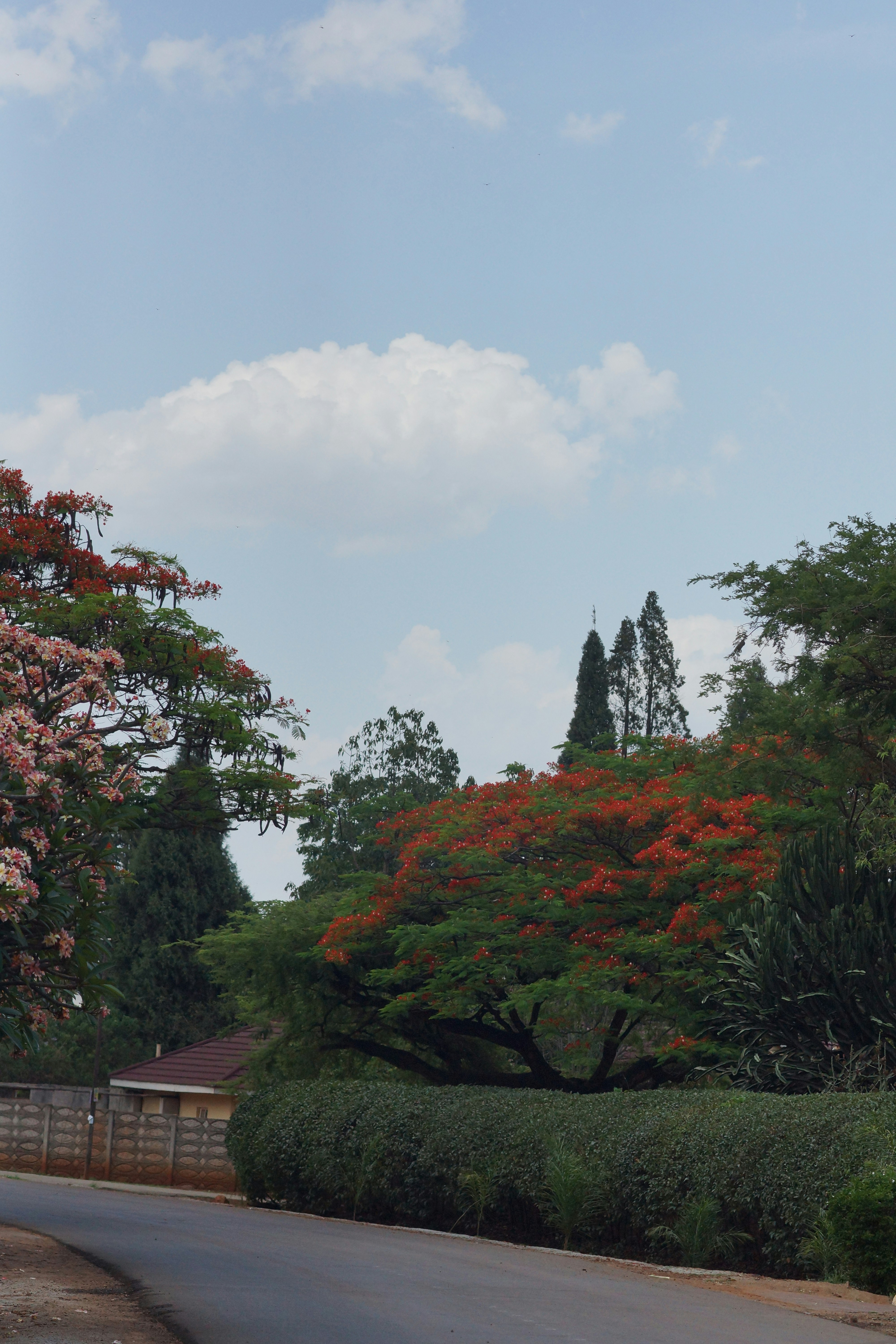 Photo by Maxwell Cai with Sony Alpha 77