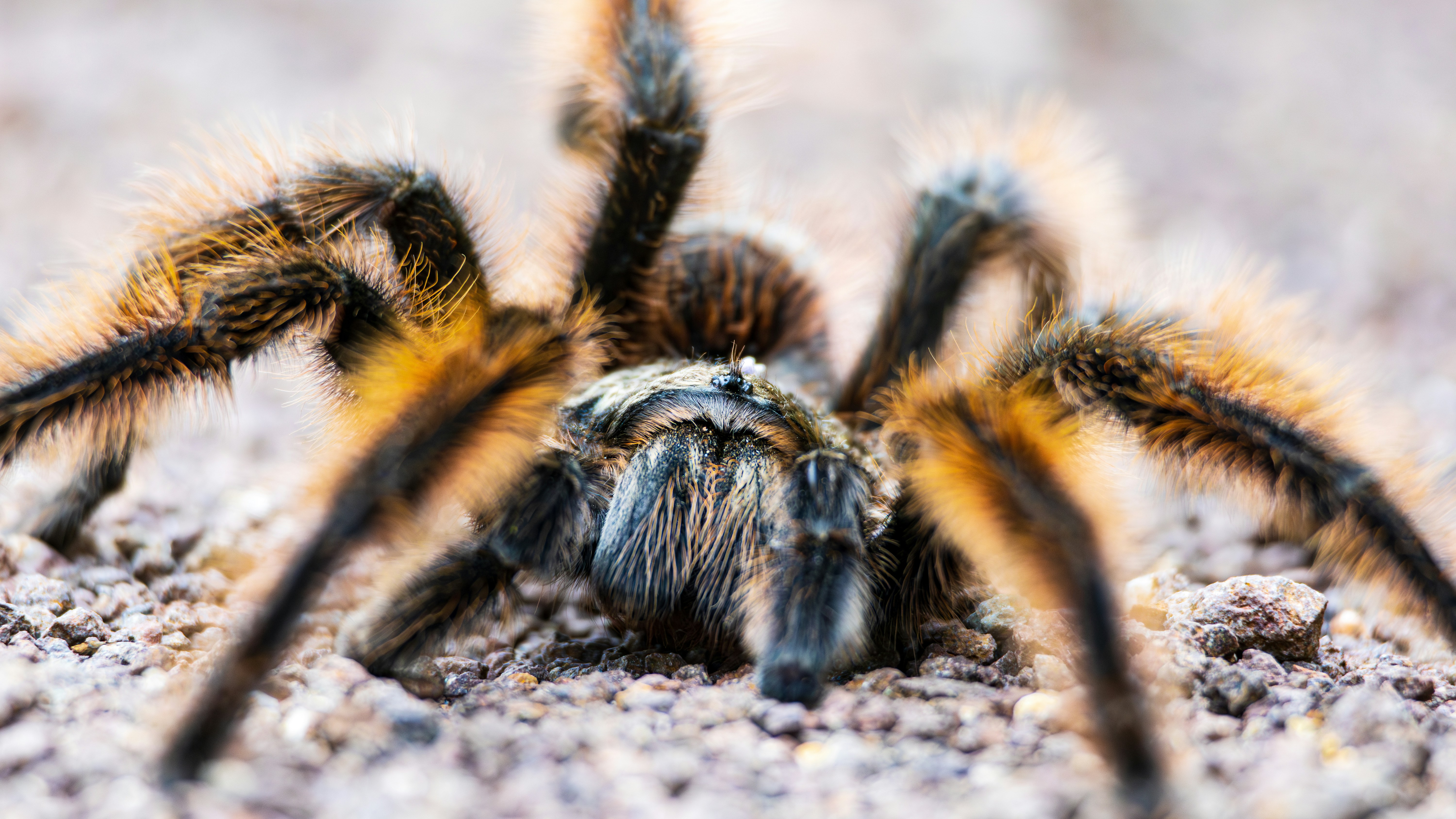Ground-level Encounter: A Tarantula's Striped Gait Across Pebbles