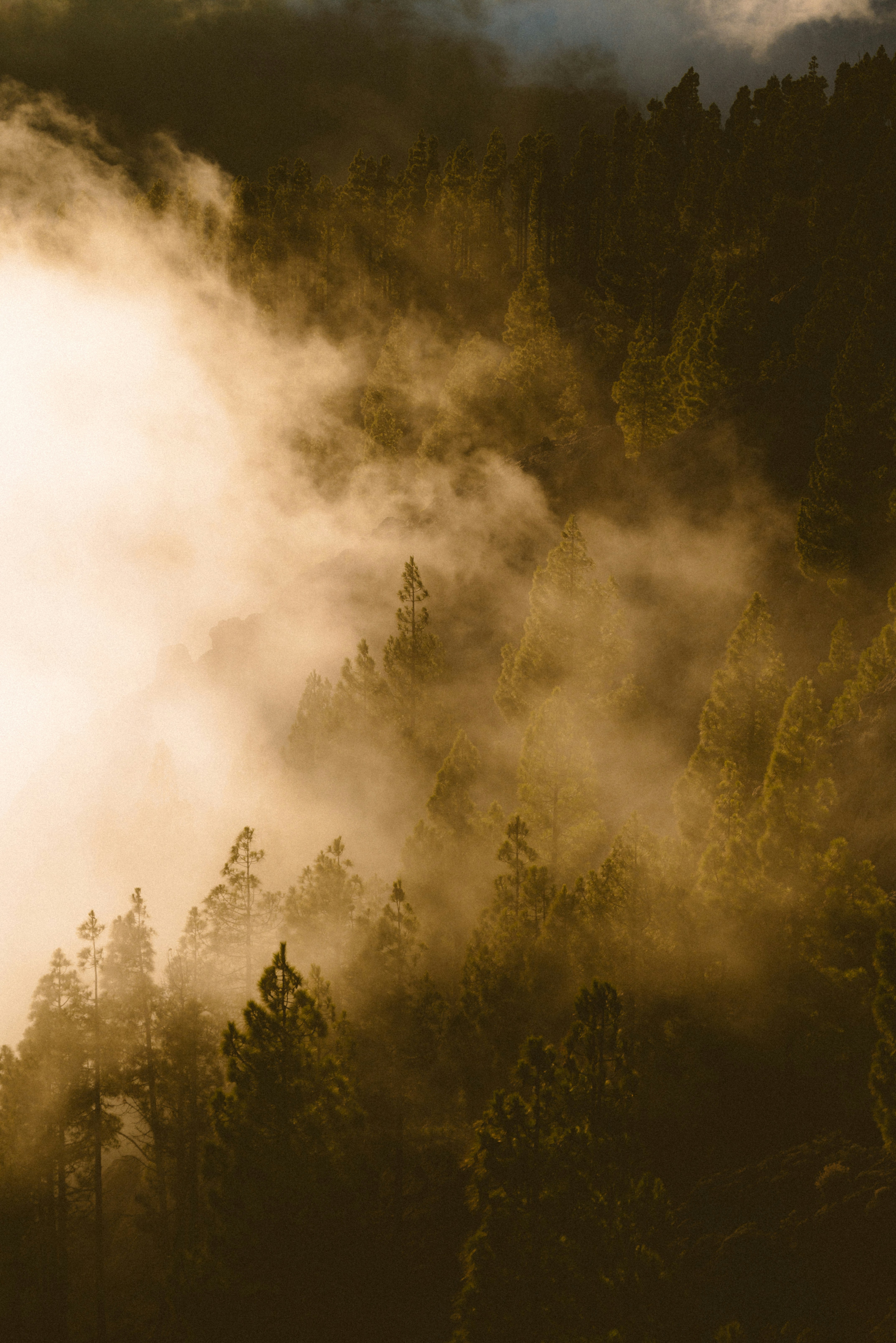 A forest filled with lots of trees covered in fog photo – Free Trees ...
