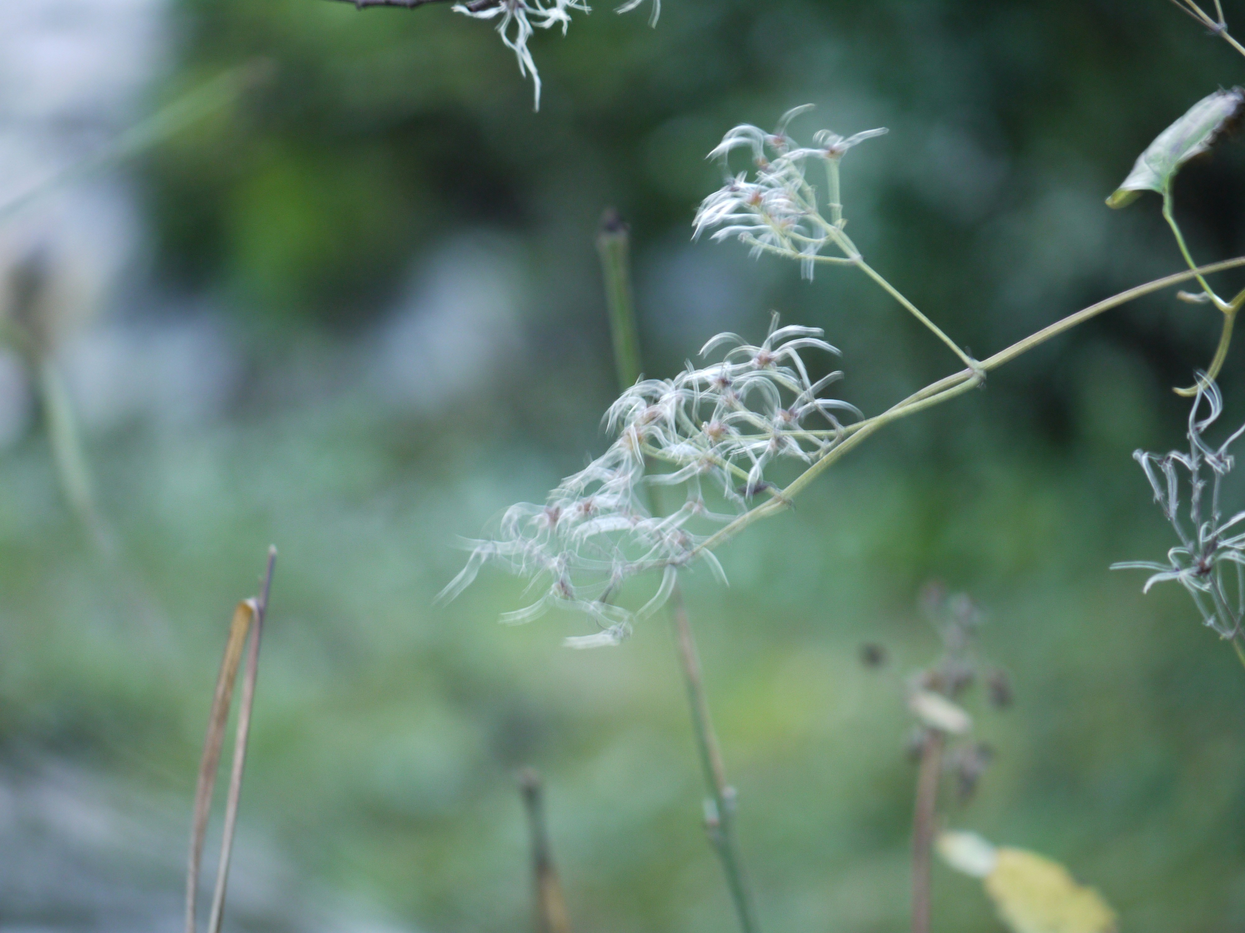 Photo by Fiona Dodd with Panasonic Lumix G10