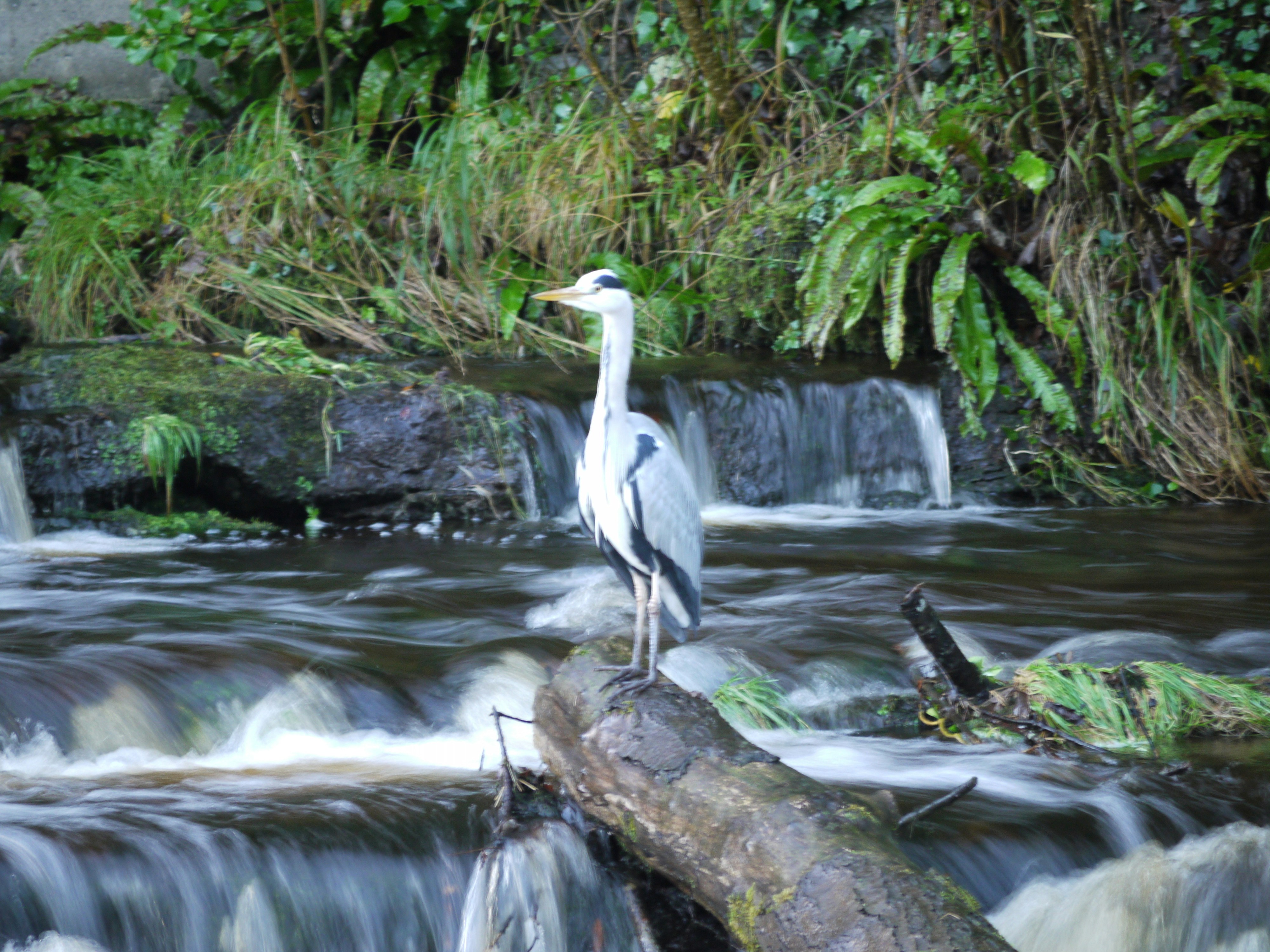 Gray Heron on a Mossy Log Over a Foaming Woodland Stream