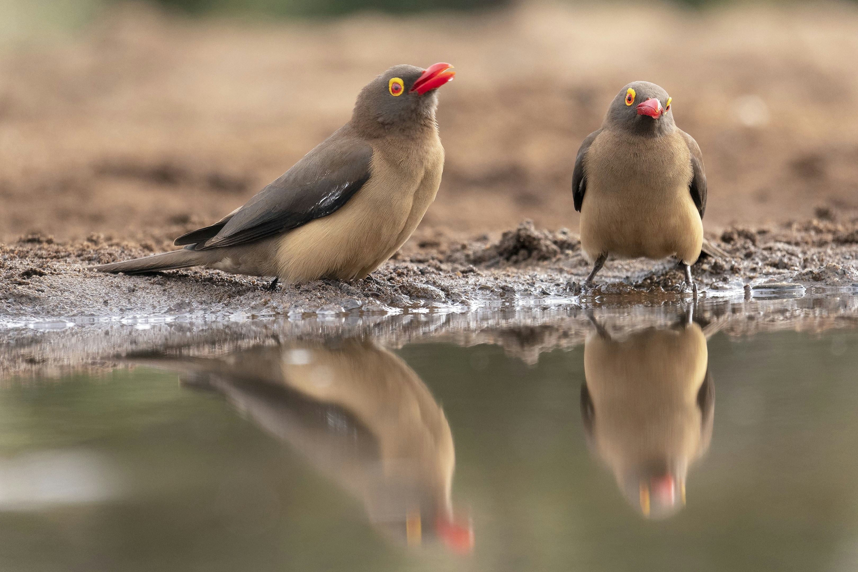 Red-Beaked, Yellow-Eyed Duo at a Quiet Mud-Pool