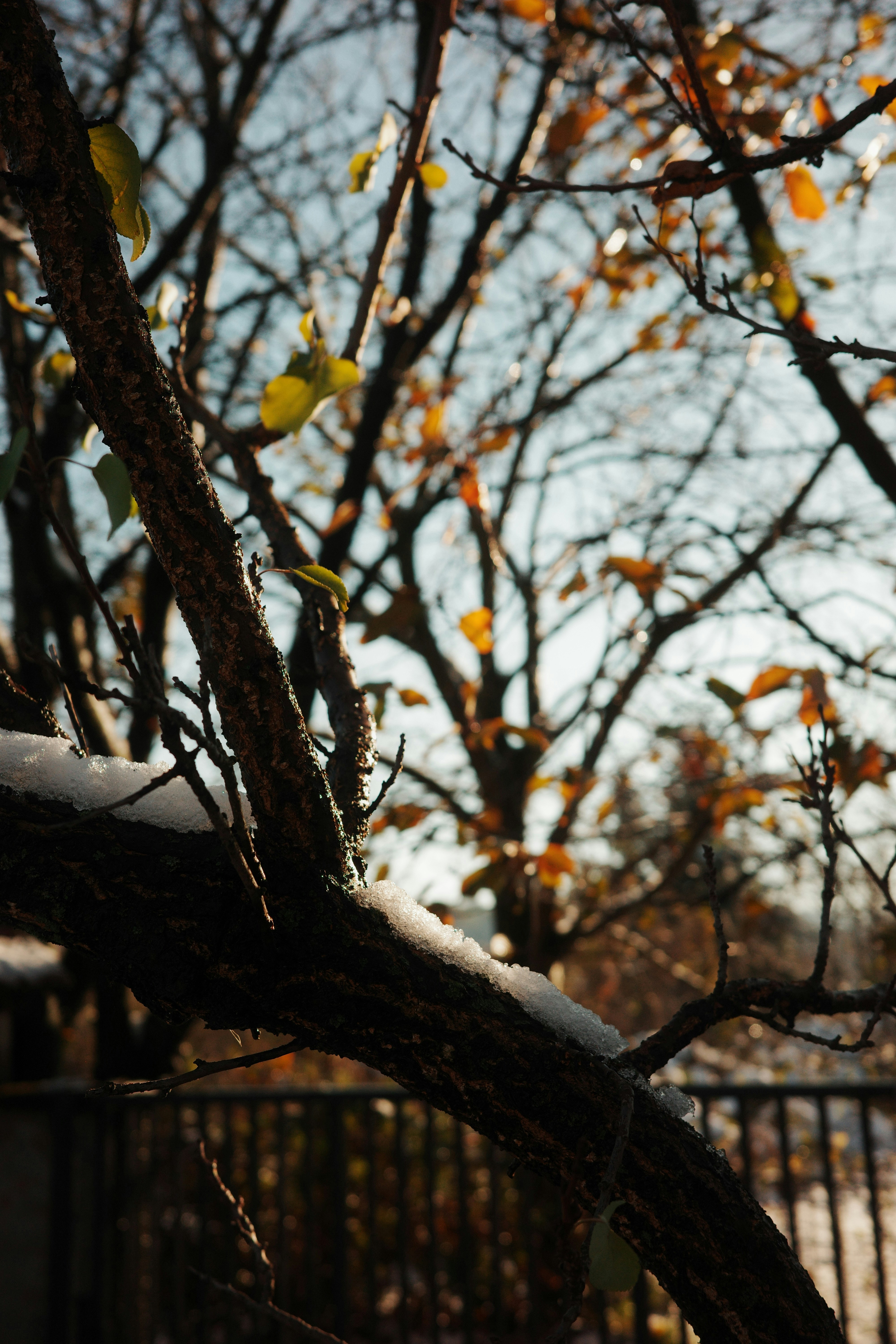 A snow covered tree branch in front of a fence photo – Free Serbia ...