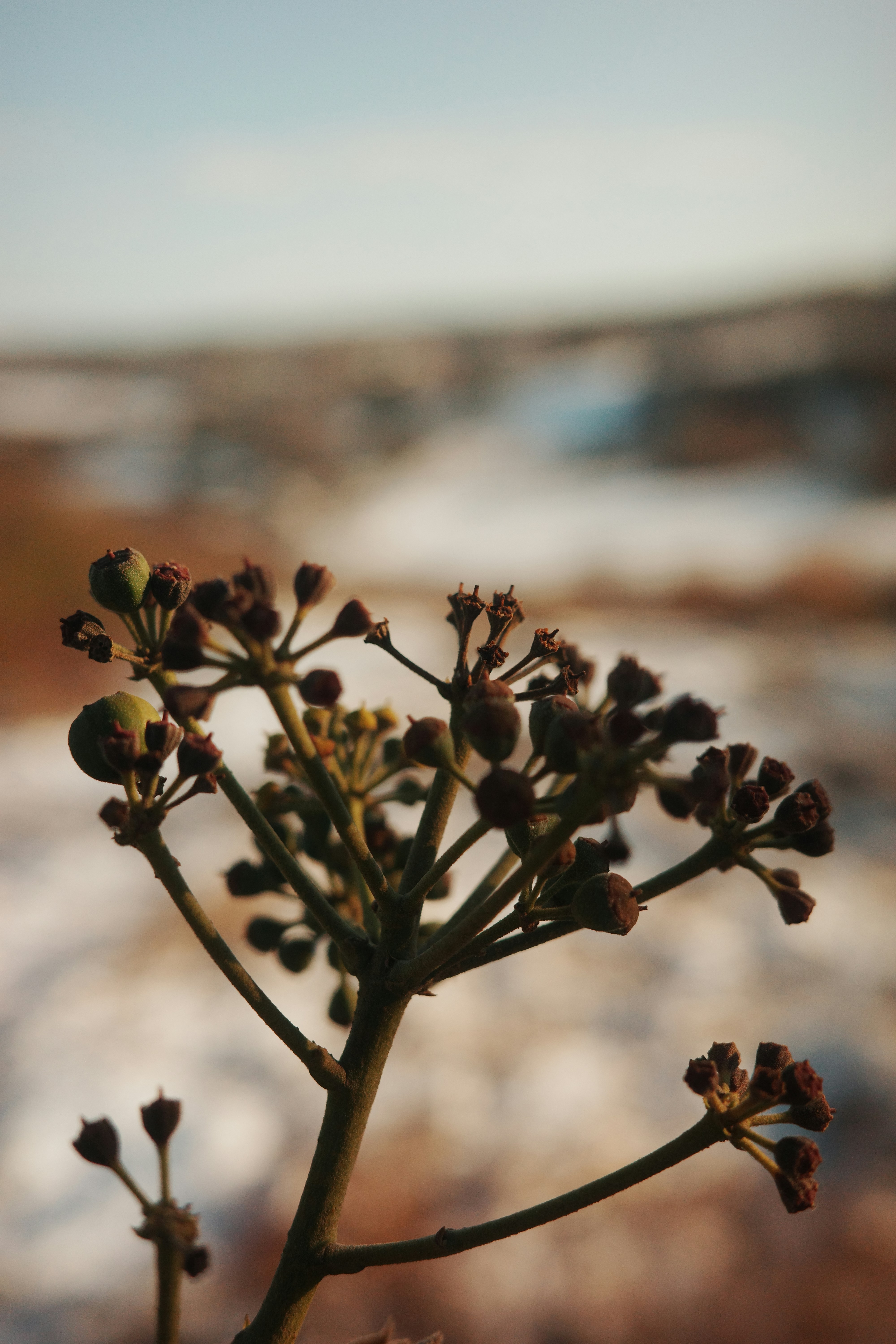 Bud Cluster in Focus, Sea Mist in the Distance