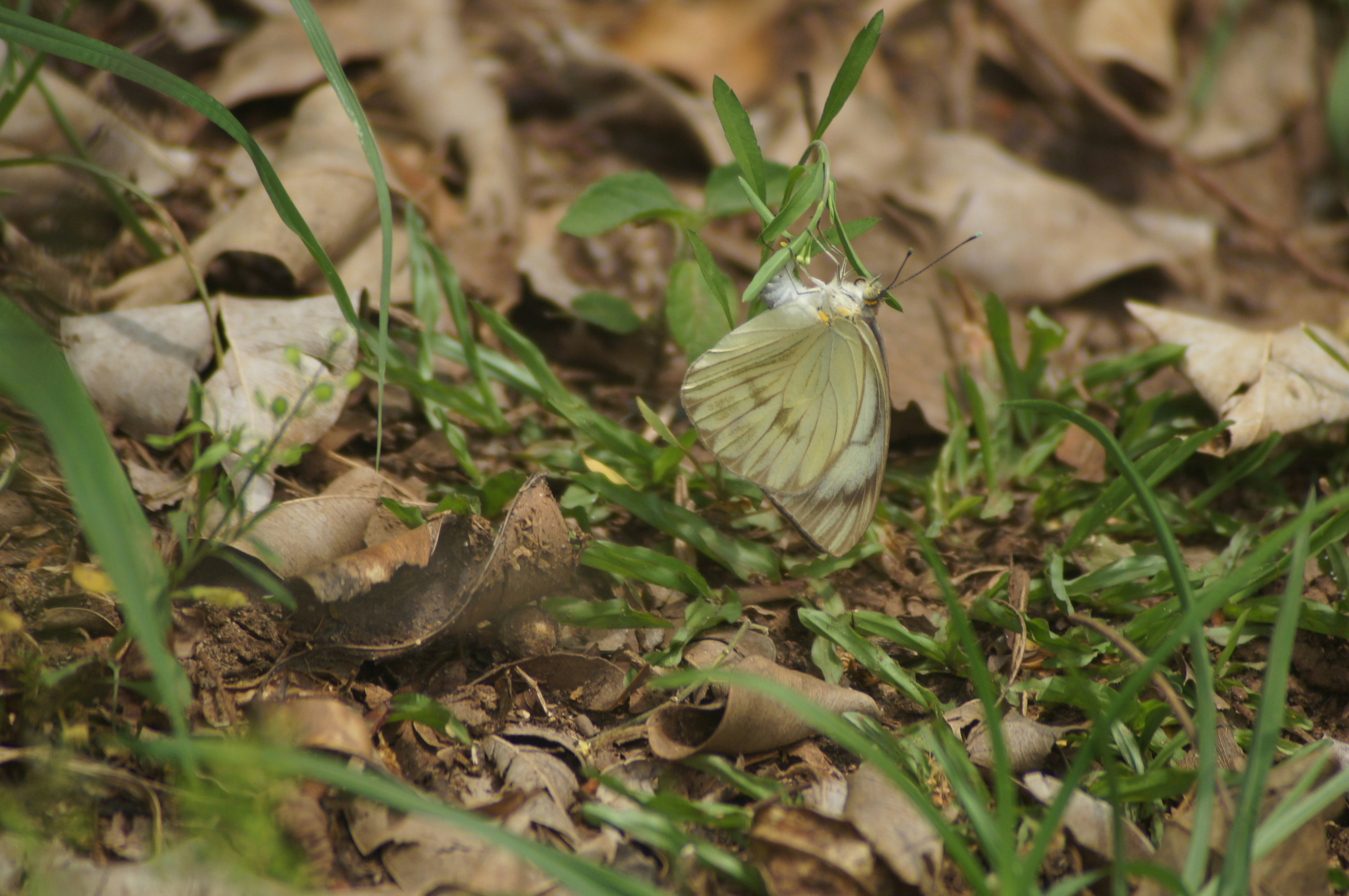 Whispering Wings on Leaf-Litter: A Pale Butterfly’s Quiet Rest