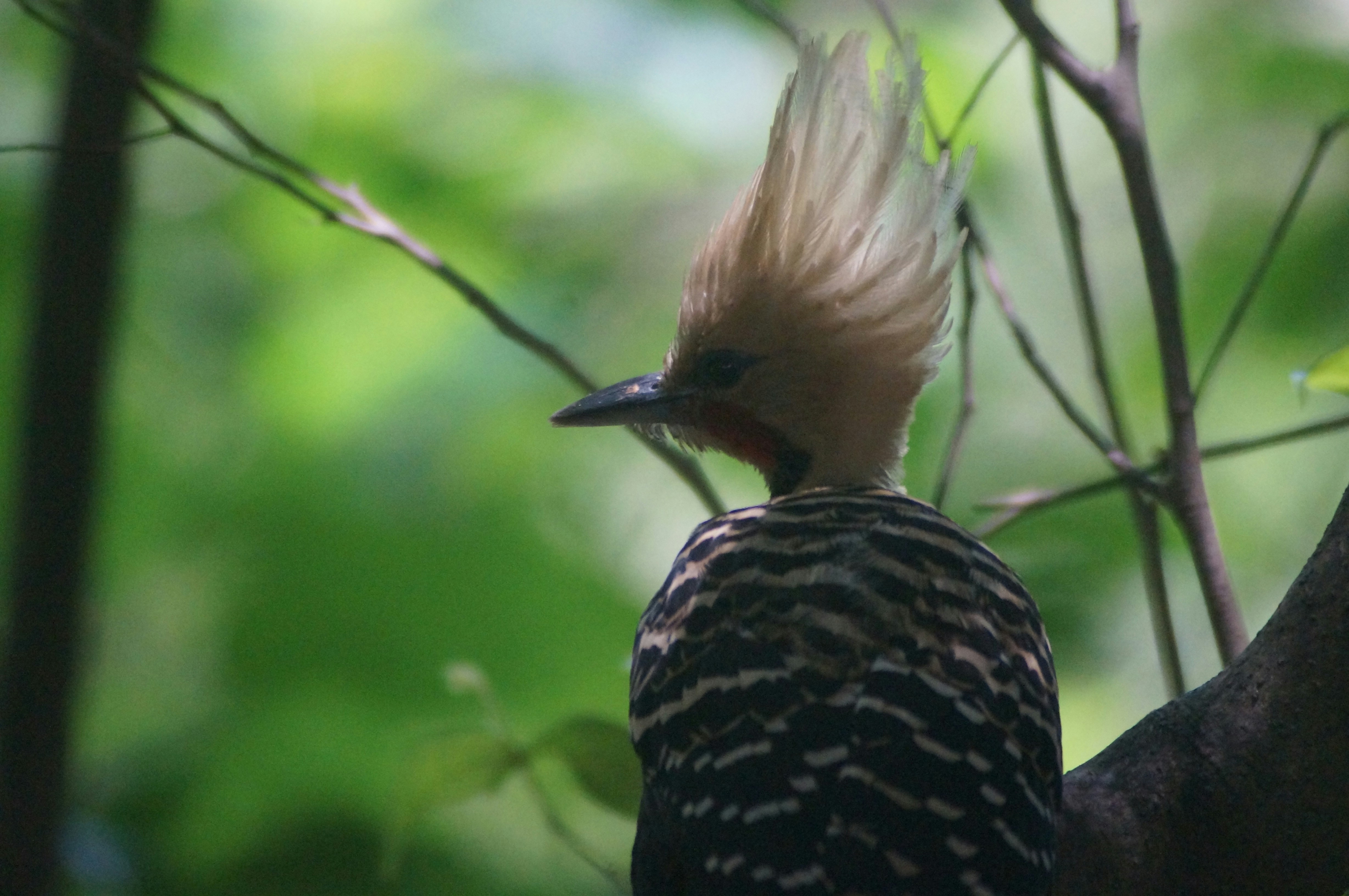 Crested Hoopoe on a Quiet Green Stage