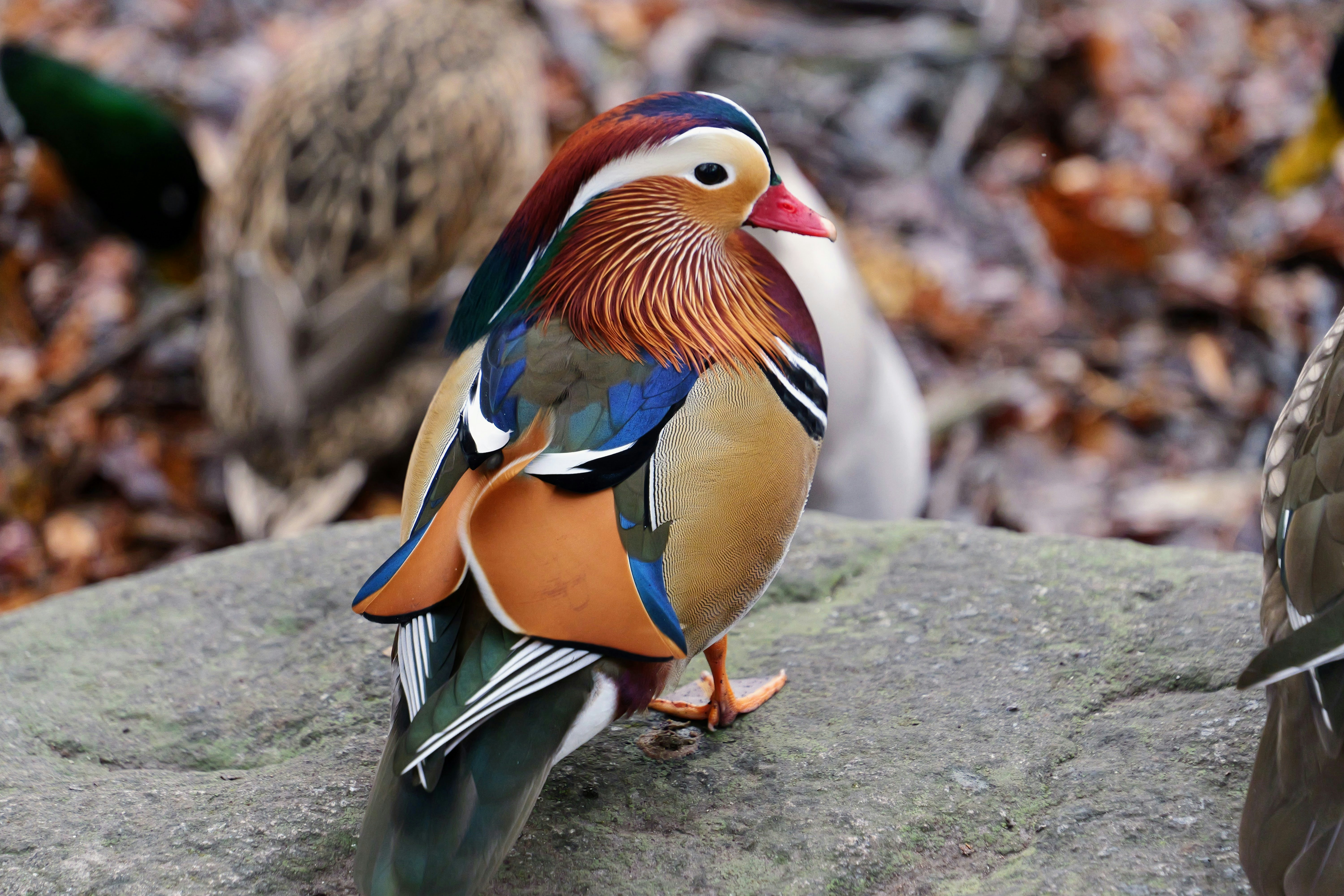 Jewel-Feathered Mandarin Duck on a Mossy Rock