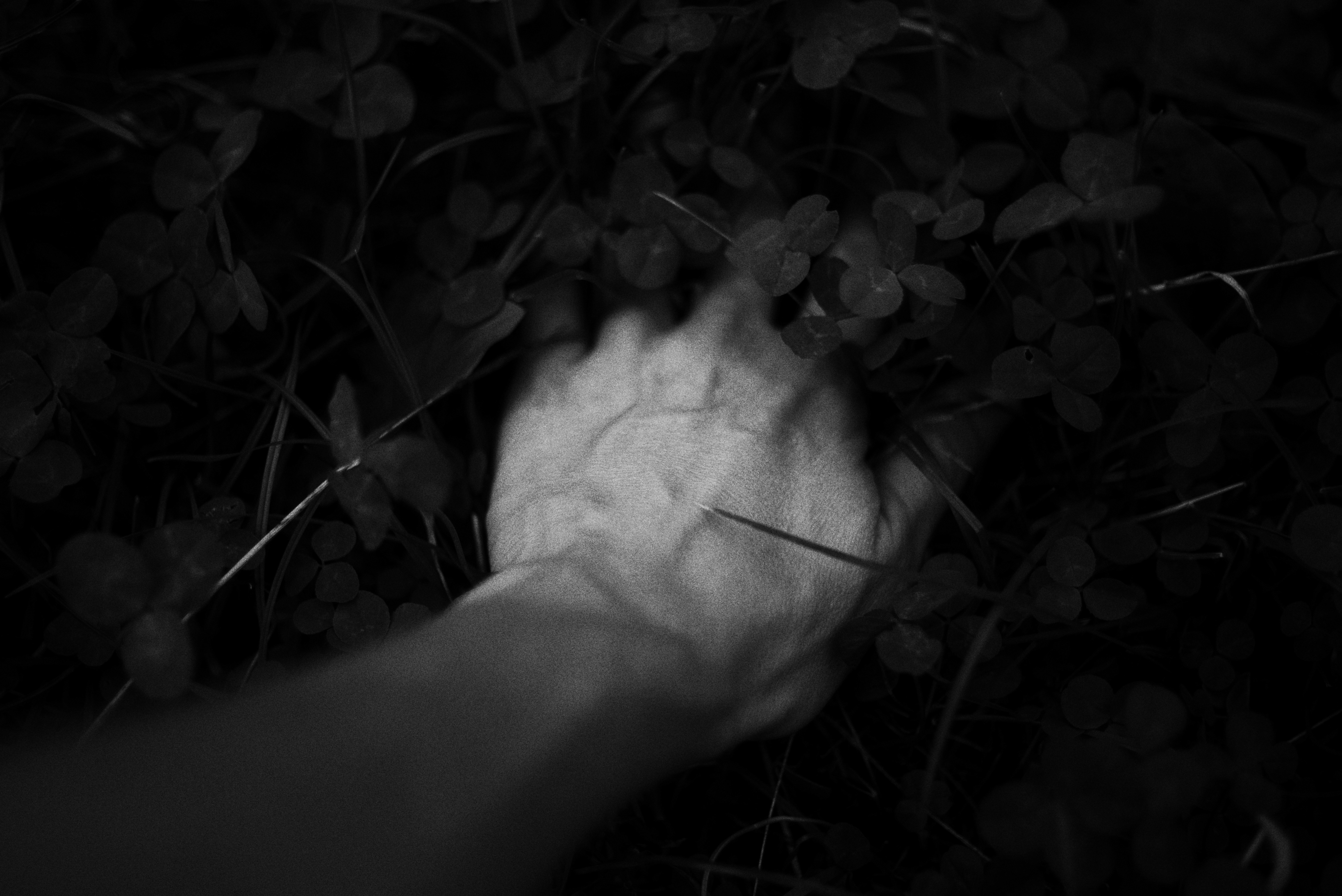 Grasp in the Understory: A Monochrome Moment