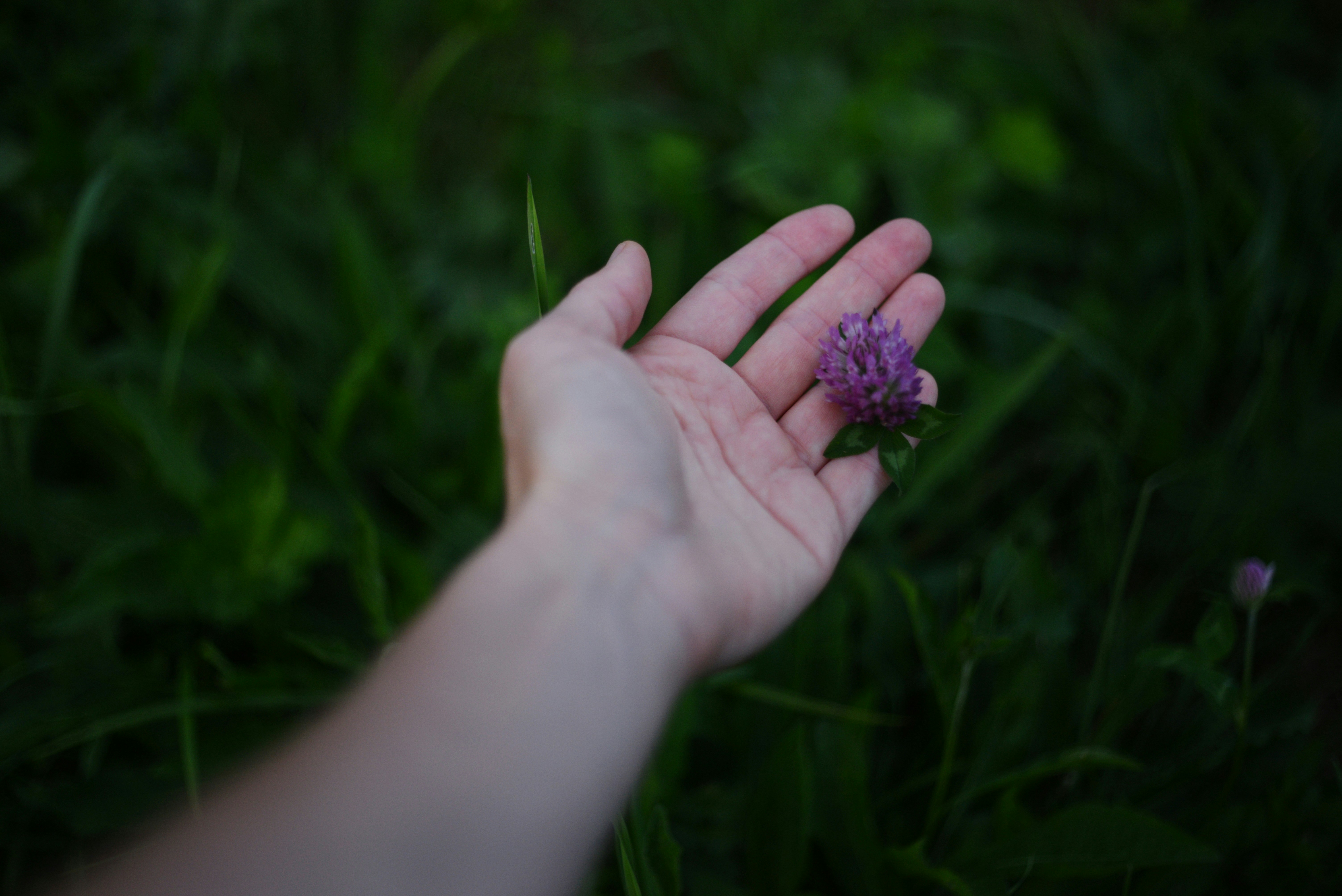 Gentle palm cradling a lavender bloom in a sea of green