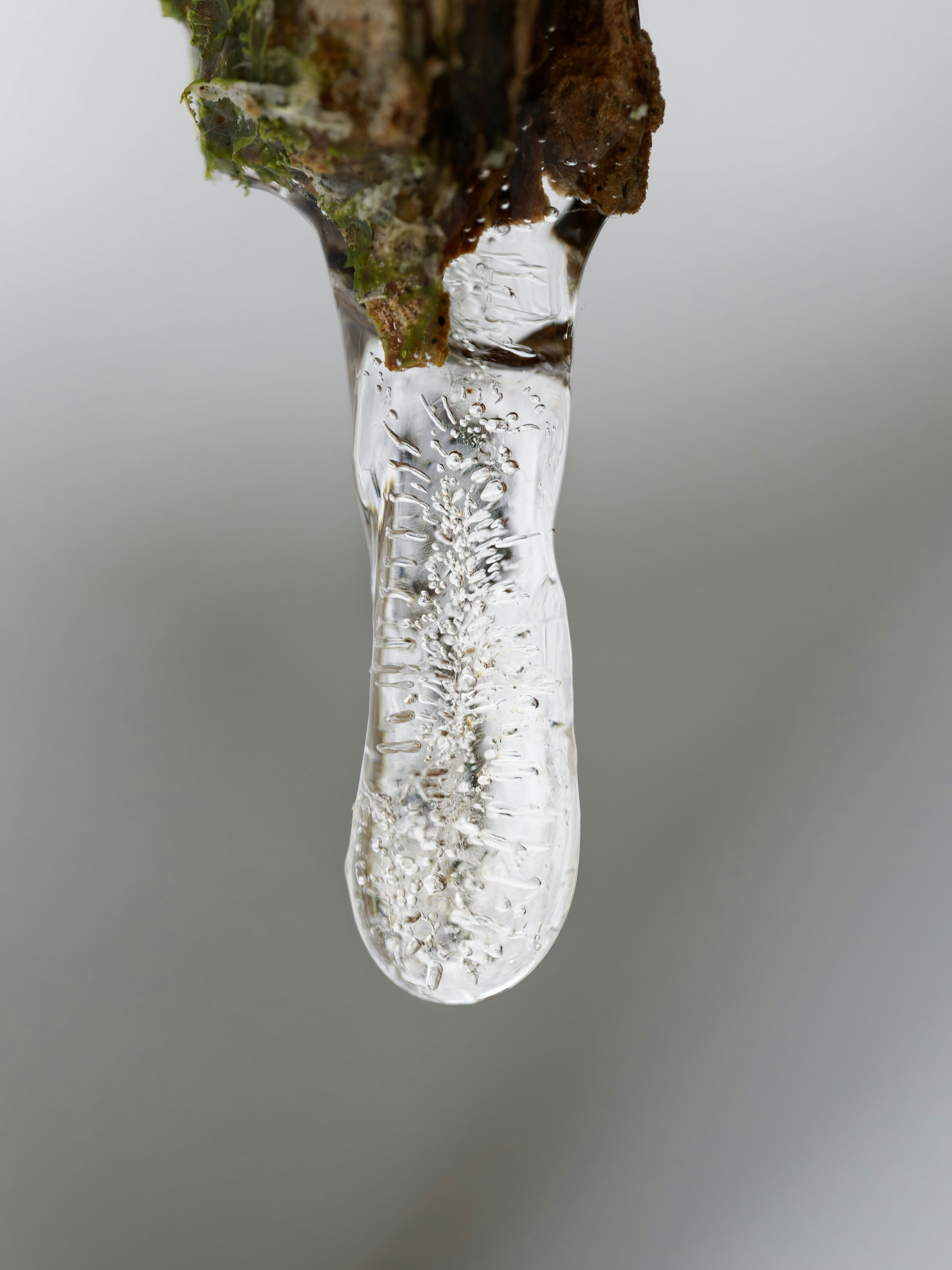 Macro photograph of a single water droplet hanging from a mossy twig against a soft gray background.