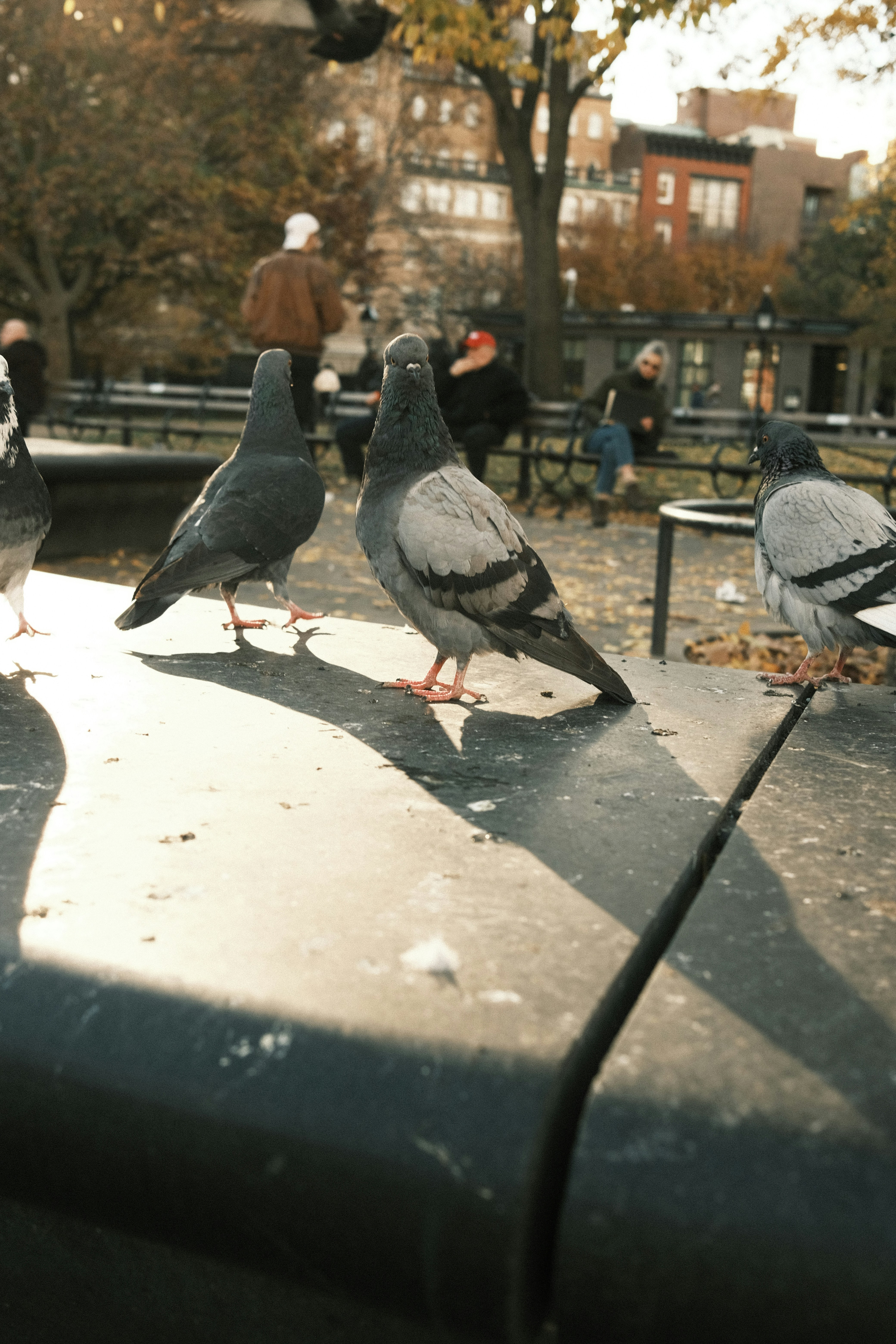 Autumn Sunlight on a Pigeon Gathering at the Park Ledge