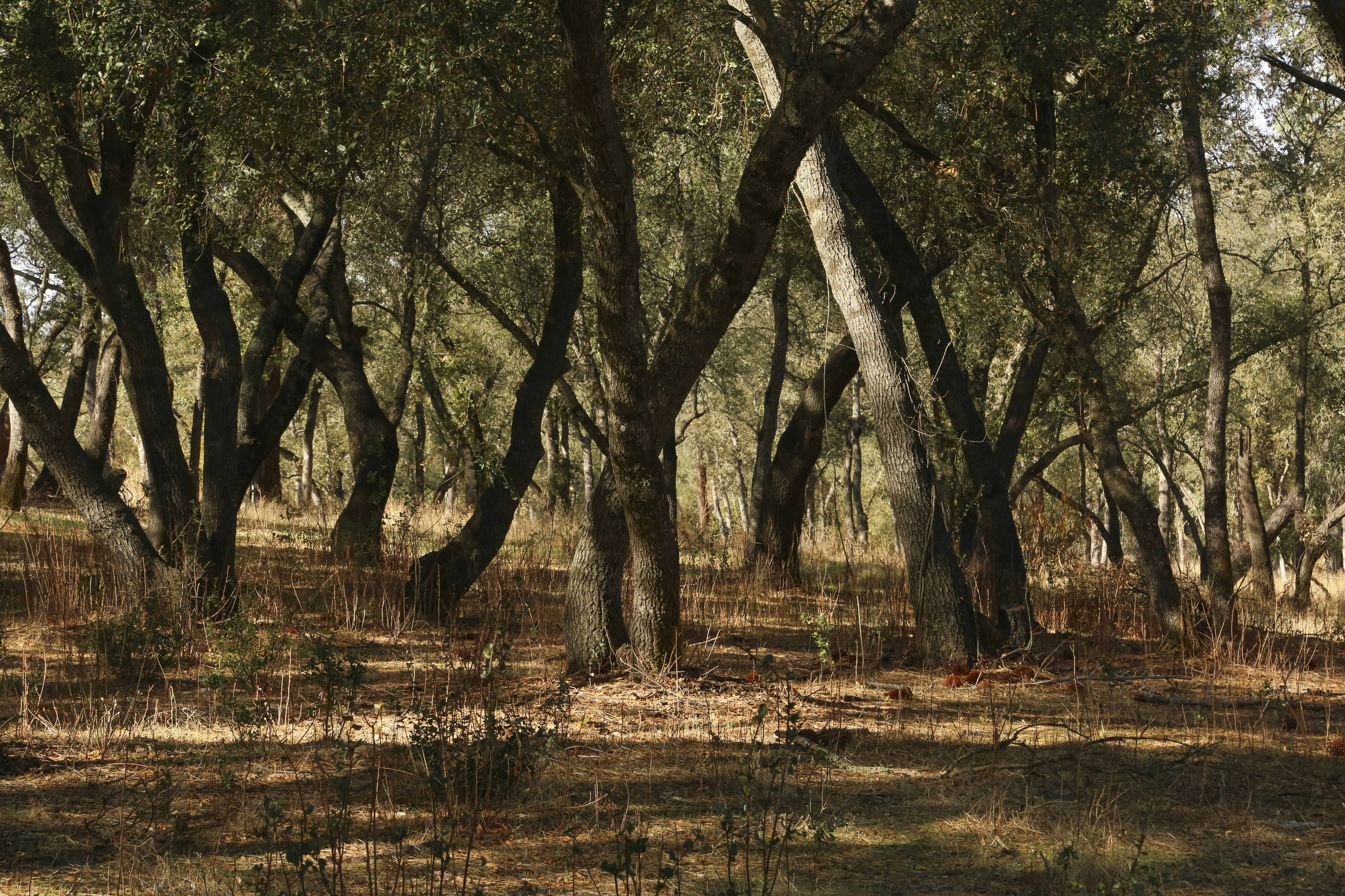 Sinuous Trunks in a Sunlit Clearing