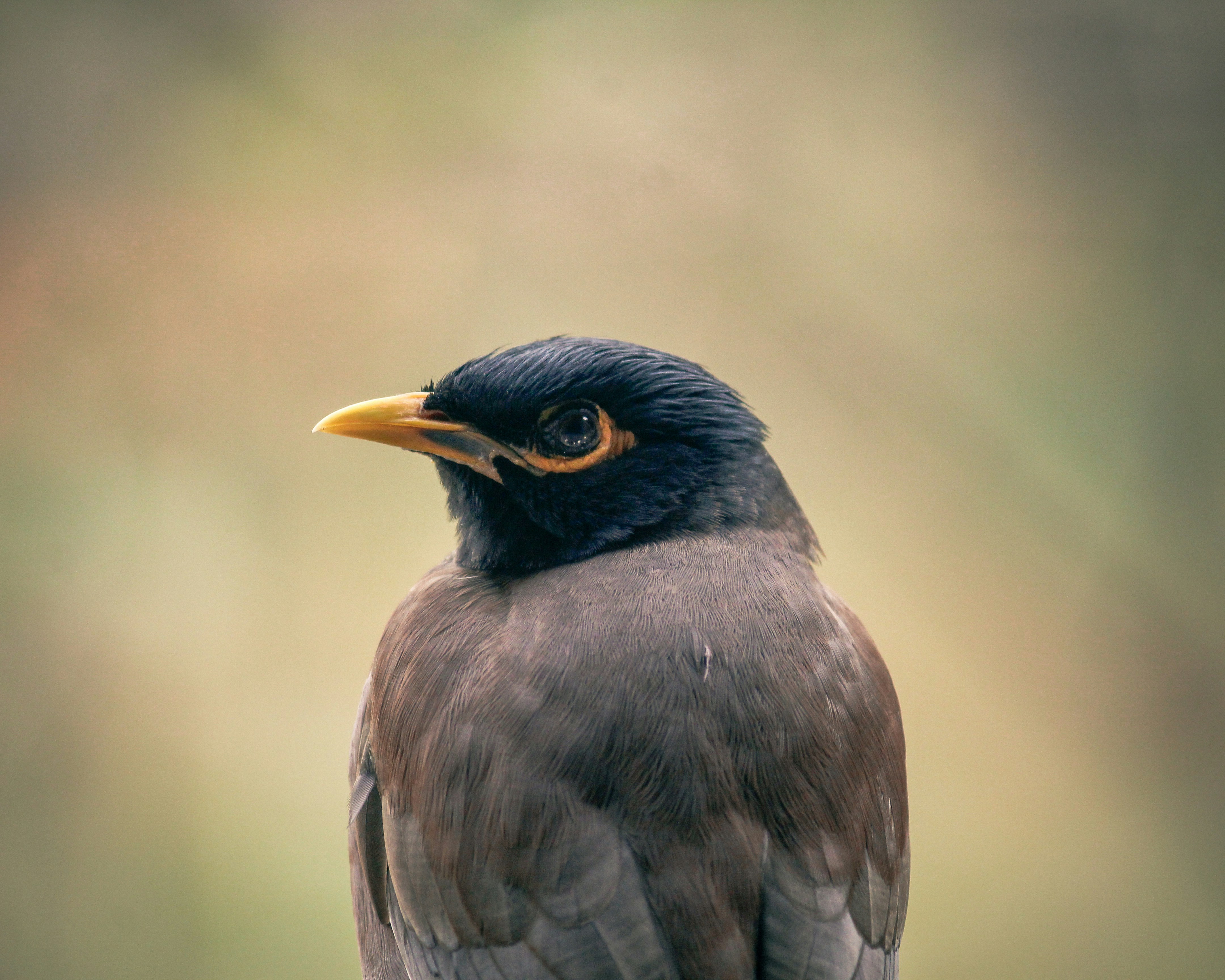 A close-up portrait of the Common Myna (Acridotheres tristis), showcasing its sharp gaze, glossy black head, and vibrant yellow eye patch and beak. Captured in soft, natural lighting with a beautifully blurred background, this photograph highlights the bird's intricate plumage details and confident posture. An ideal image for nature enthusiasts and wildlife documentation. | A black bird with a yellow beak sitting on a branch
