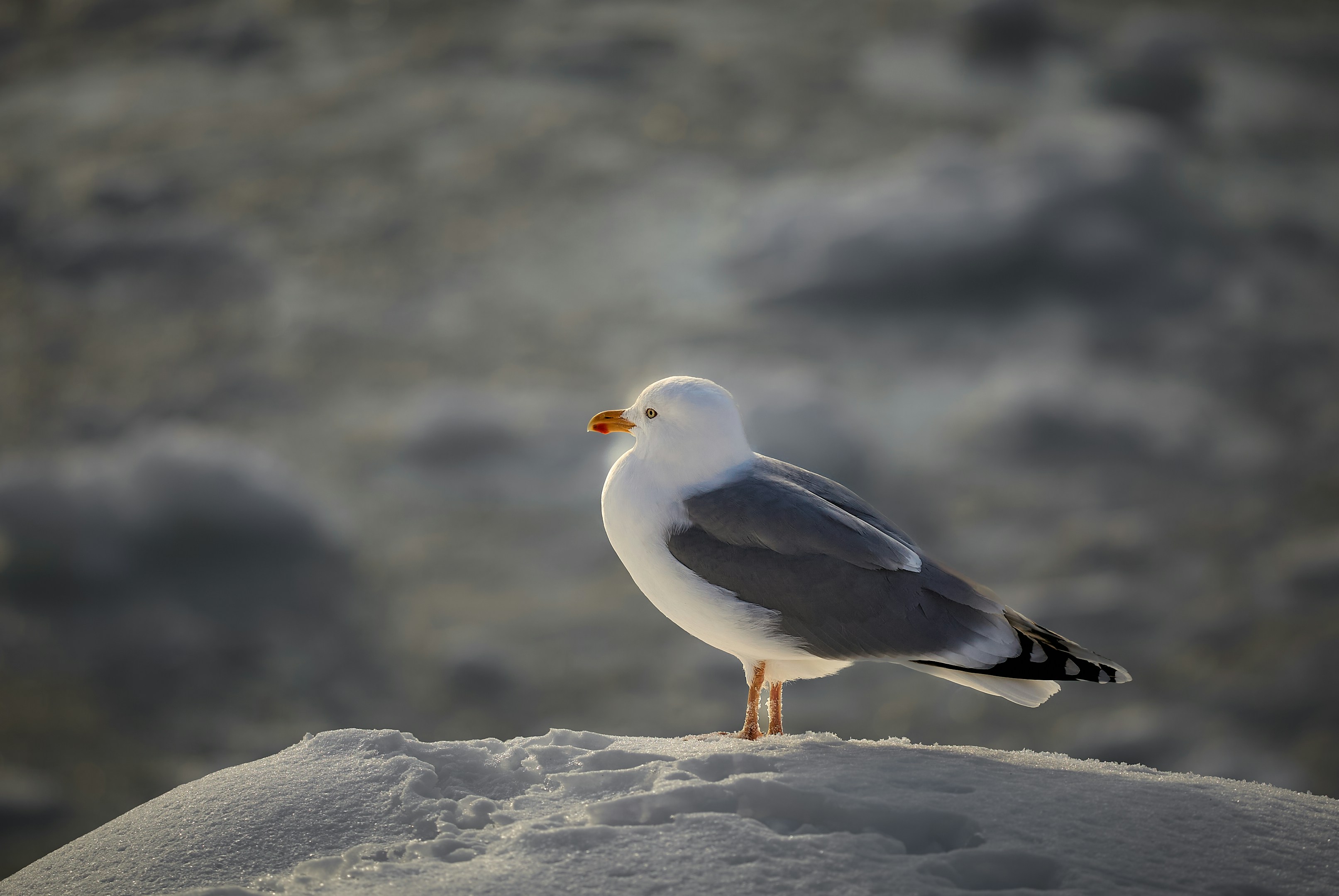 Photo by Vidar Nordli-Mathisen with Canon EOS 5D Mark II