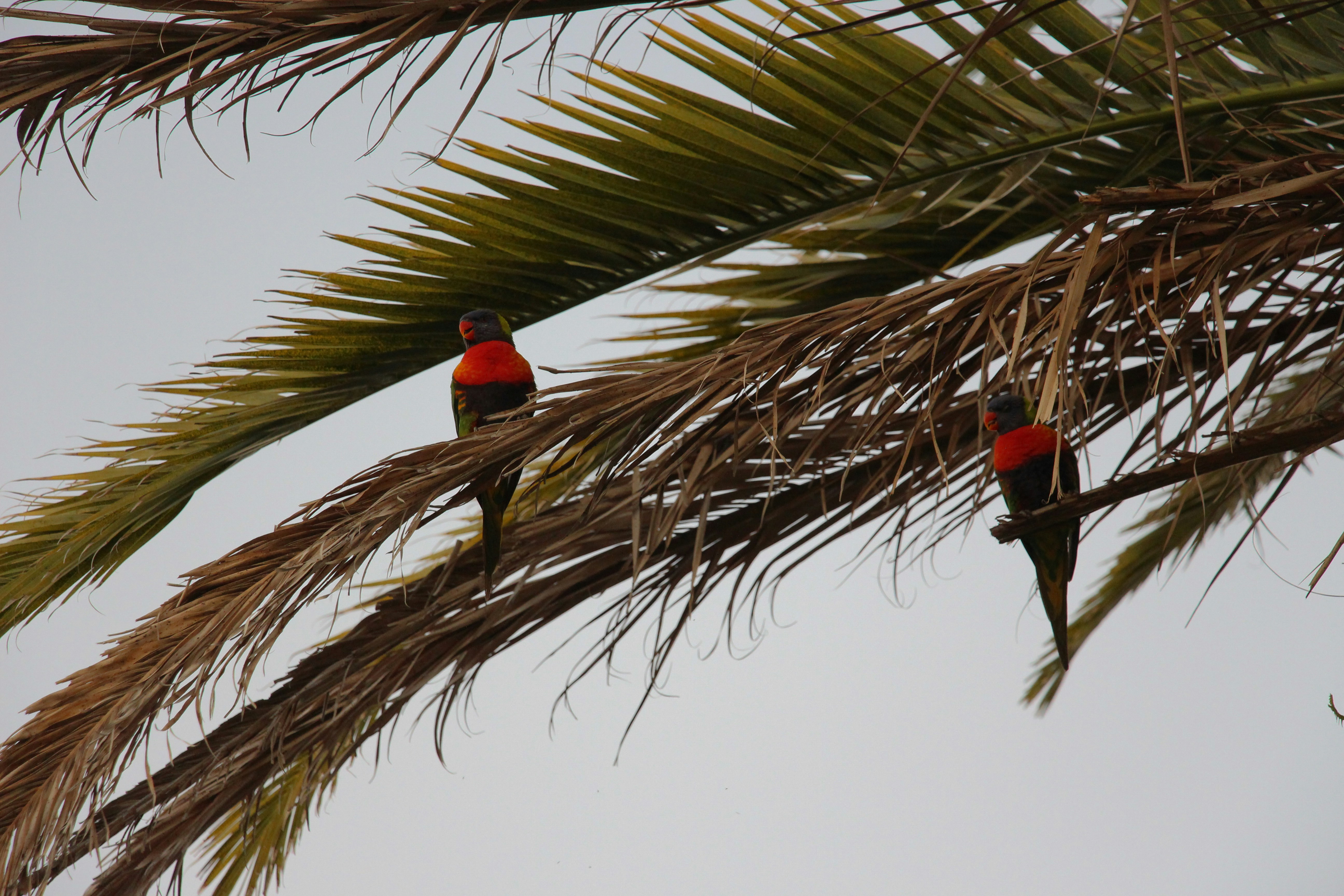 Scarlet Avifauna on Withered Palm Arches