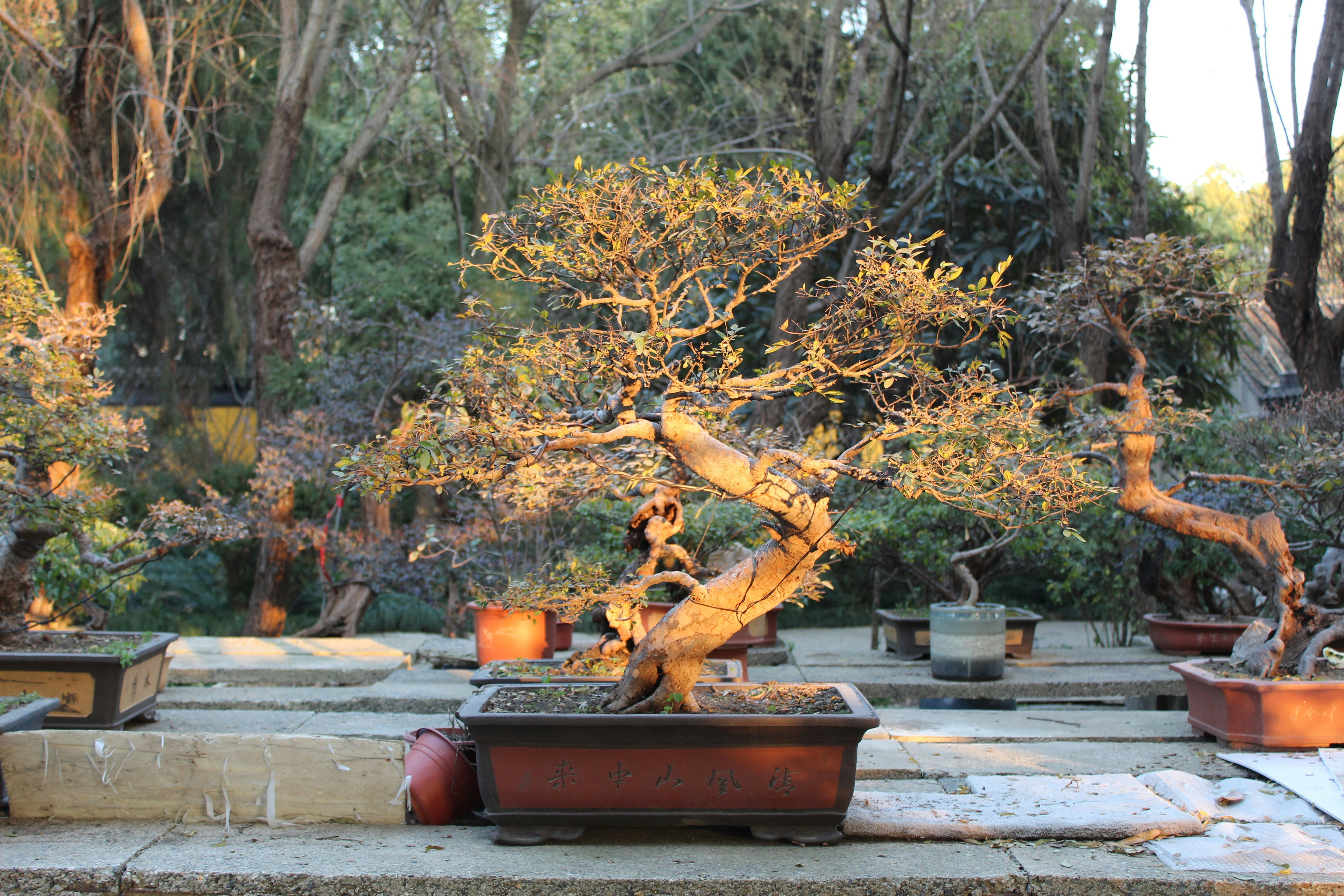 Sunlit Bonsai Sentinel in a Quiet Stone Courtyard