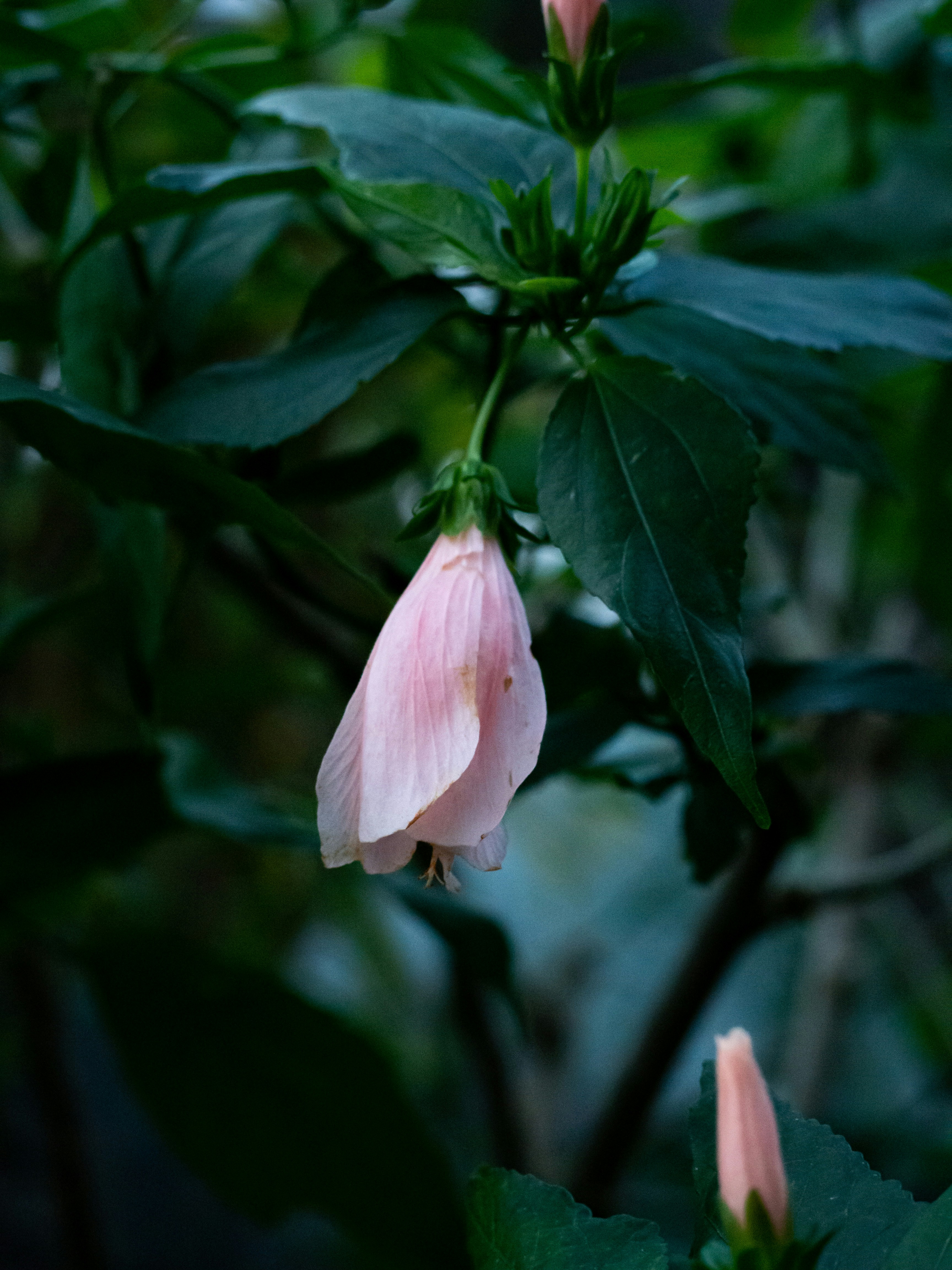 Hanging Hibiscus Bud in a Quiet Green Canopy