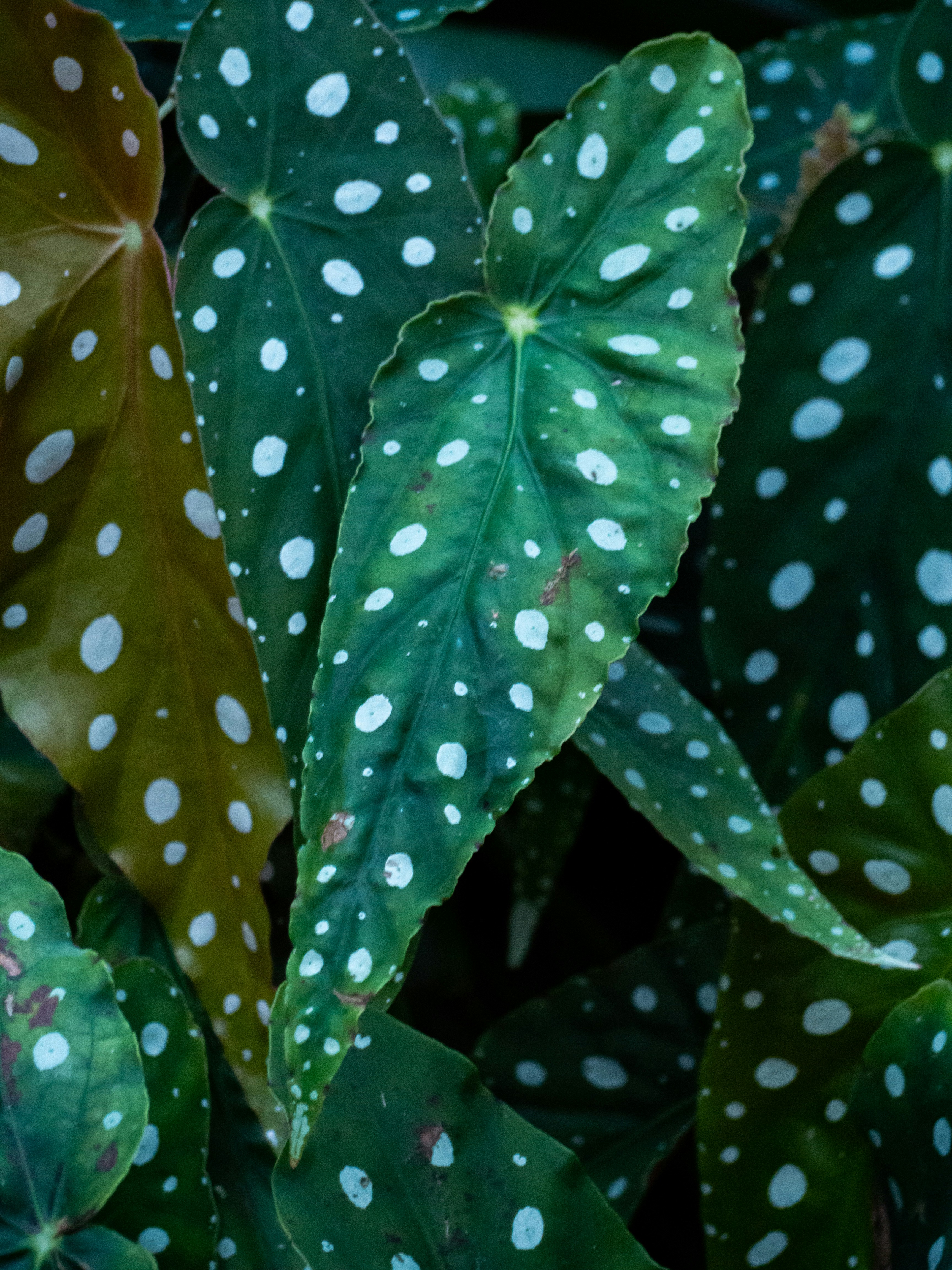 Polka-Dot Leaves in Shade: A Macro Study of Green Texture