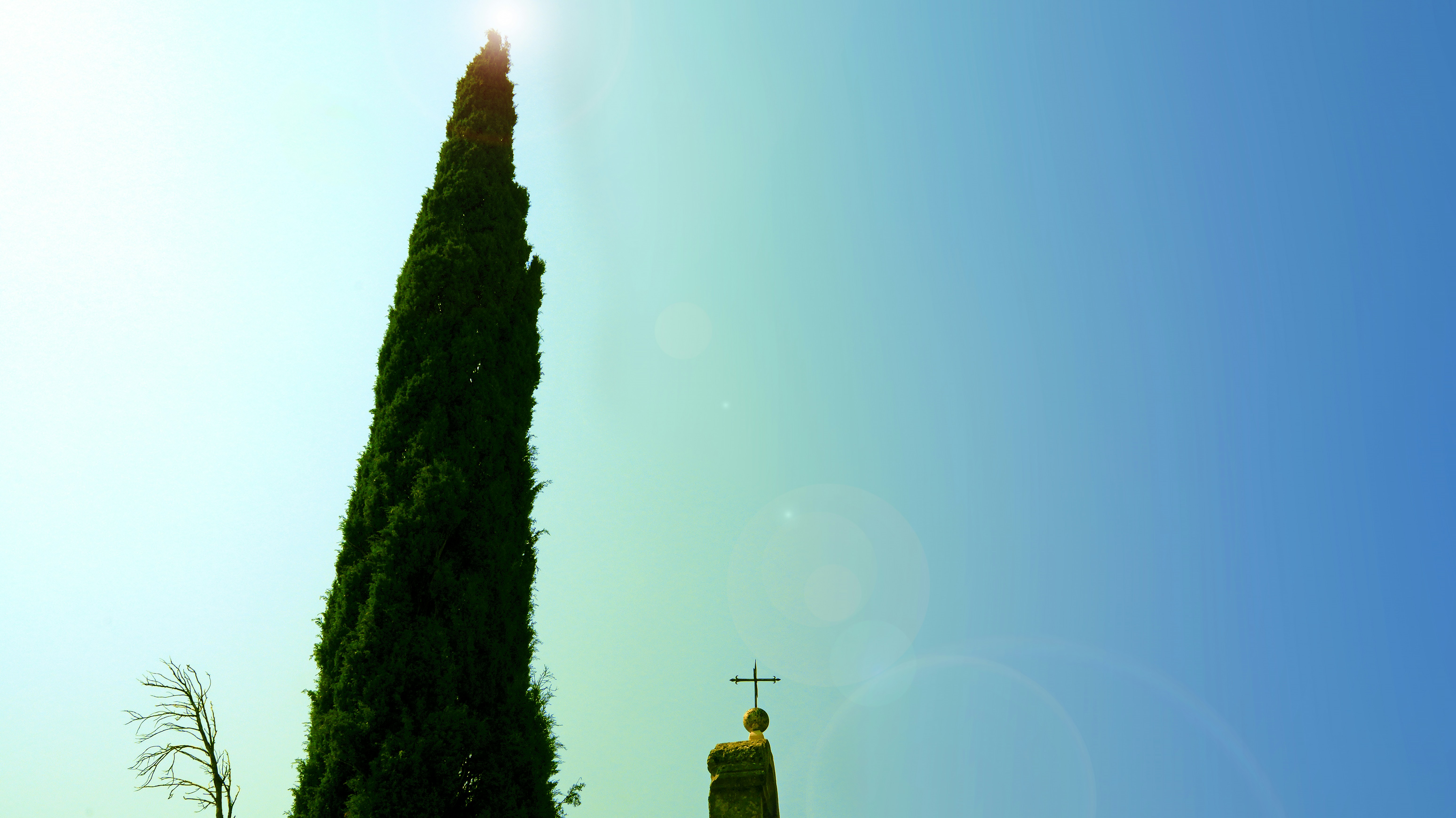Cypress Sentinel Under a Blue-Green Sky