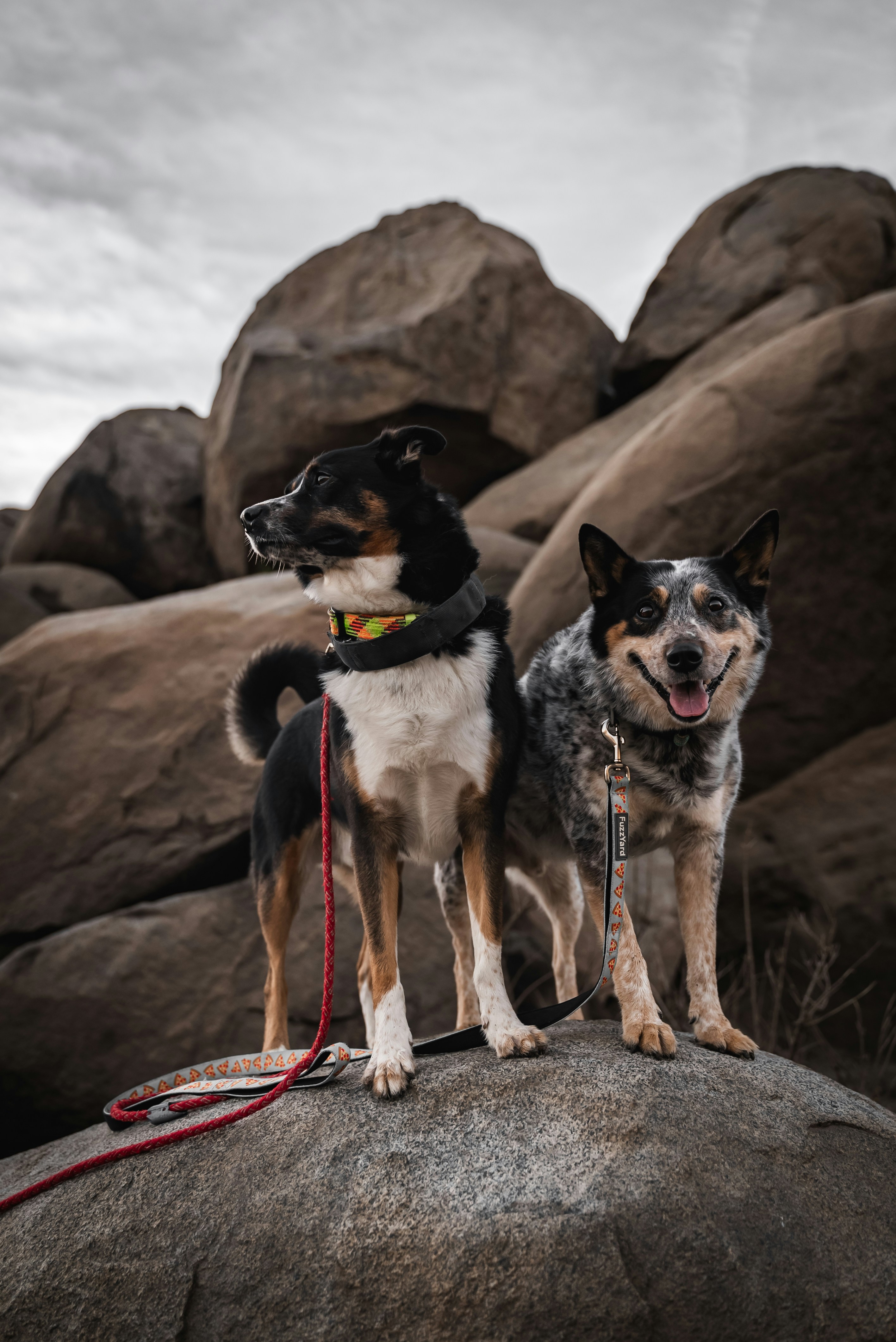 Two dogs standing on top of a large rock photo – Free Dog Image on Unsplash