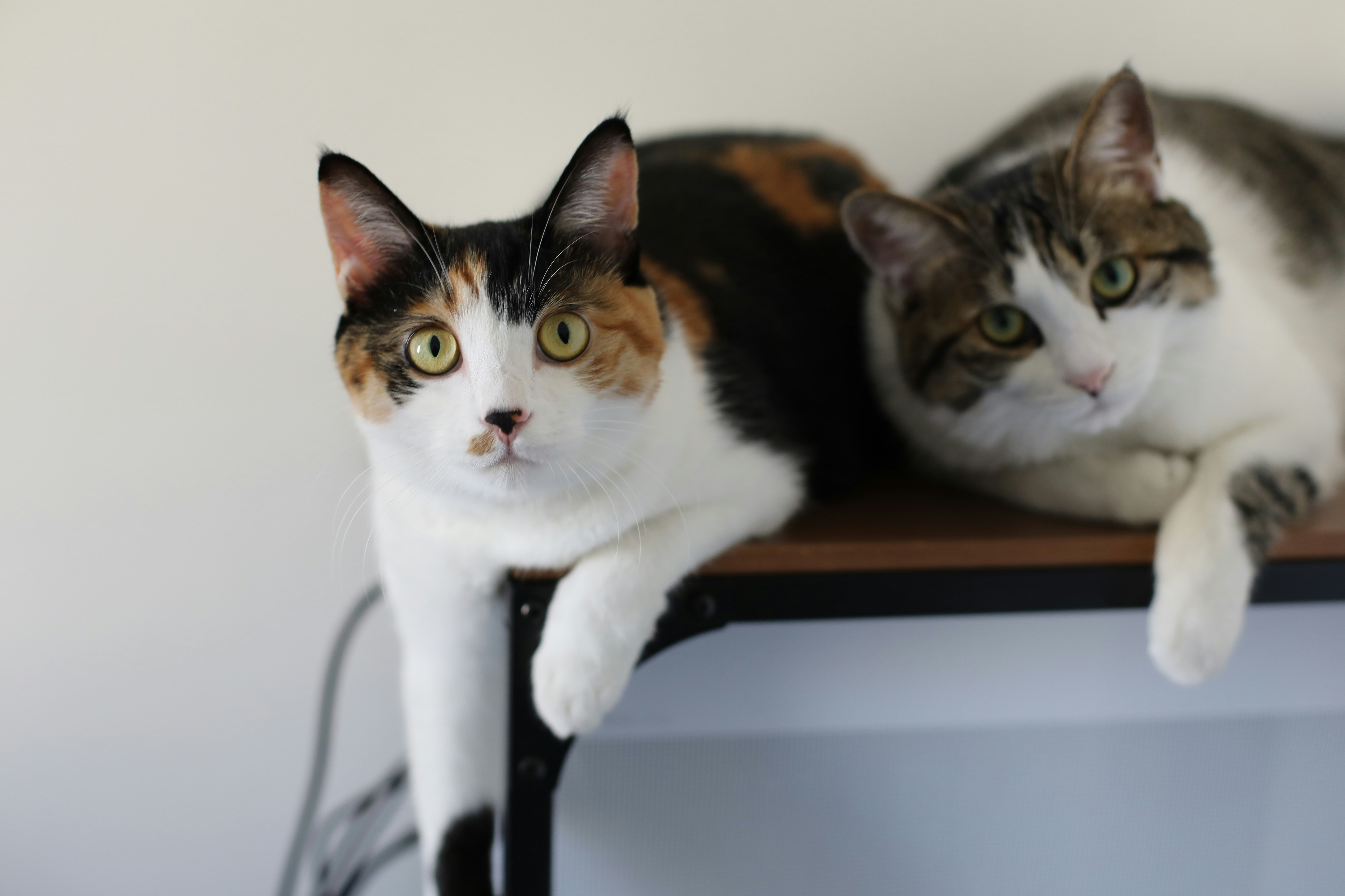 Two Curiously Attentive Cats Perched on a Shelf