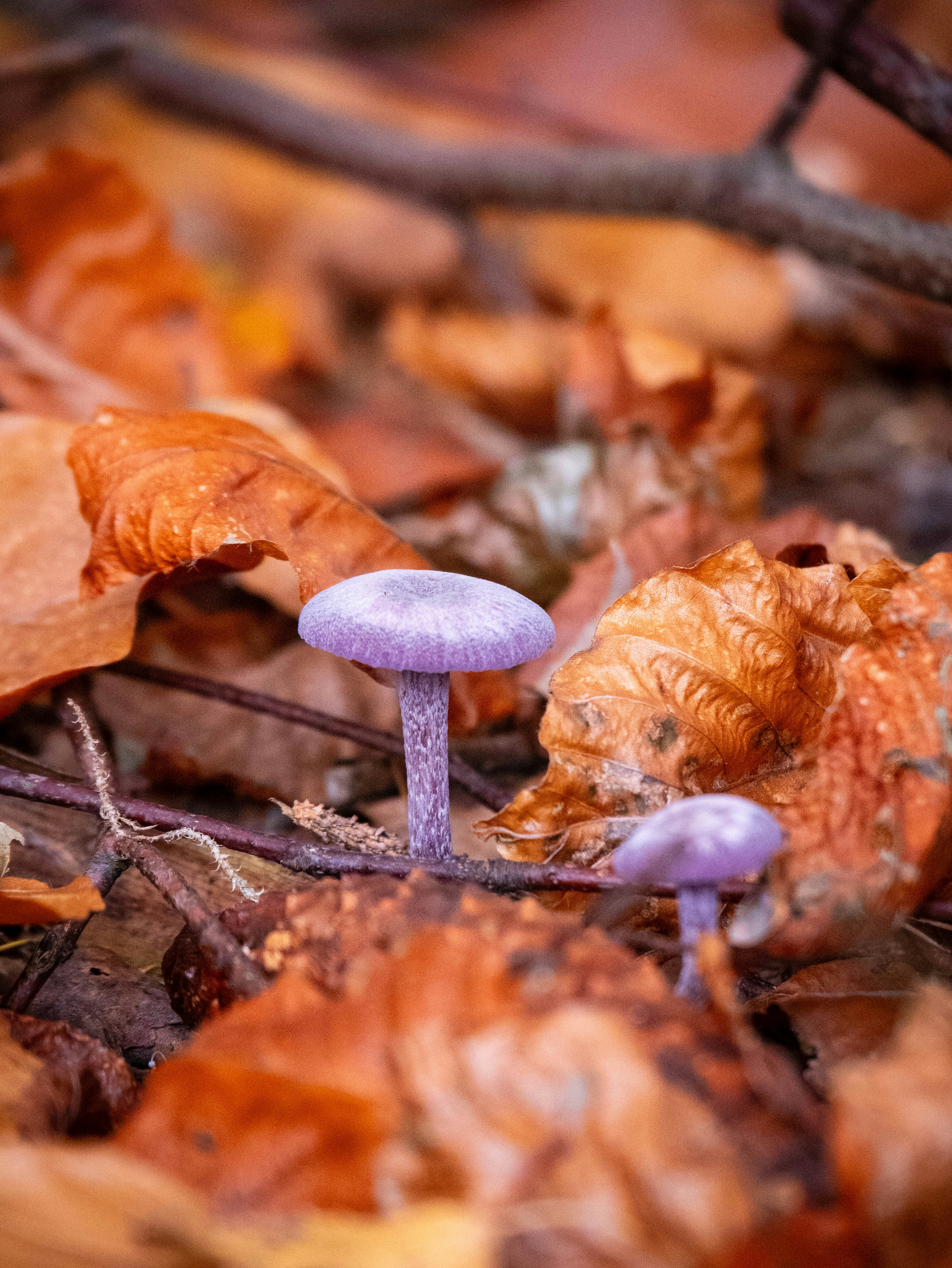 Close-up of lavender mushrooms sprouting from a bed of orange autumn leaves.