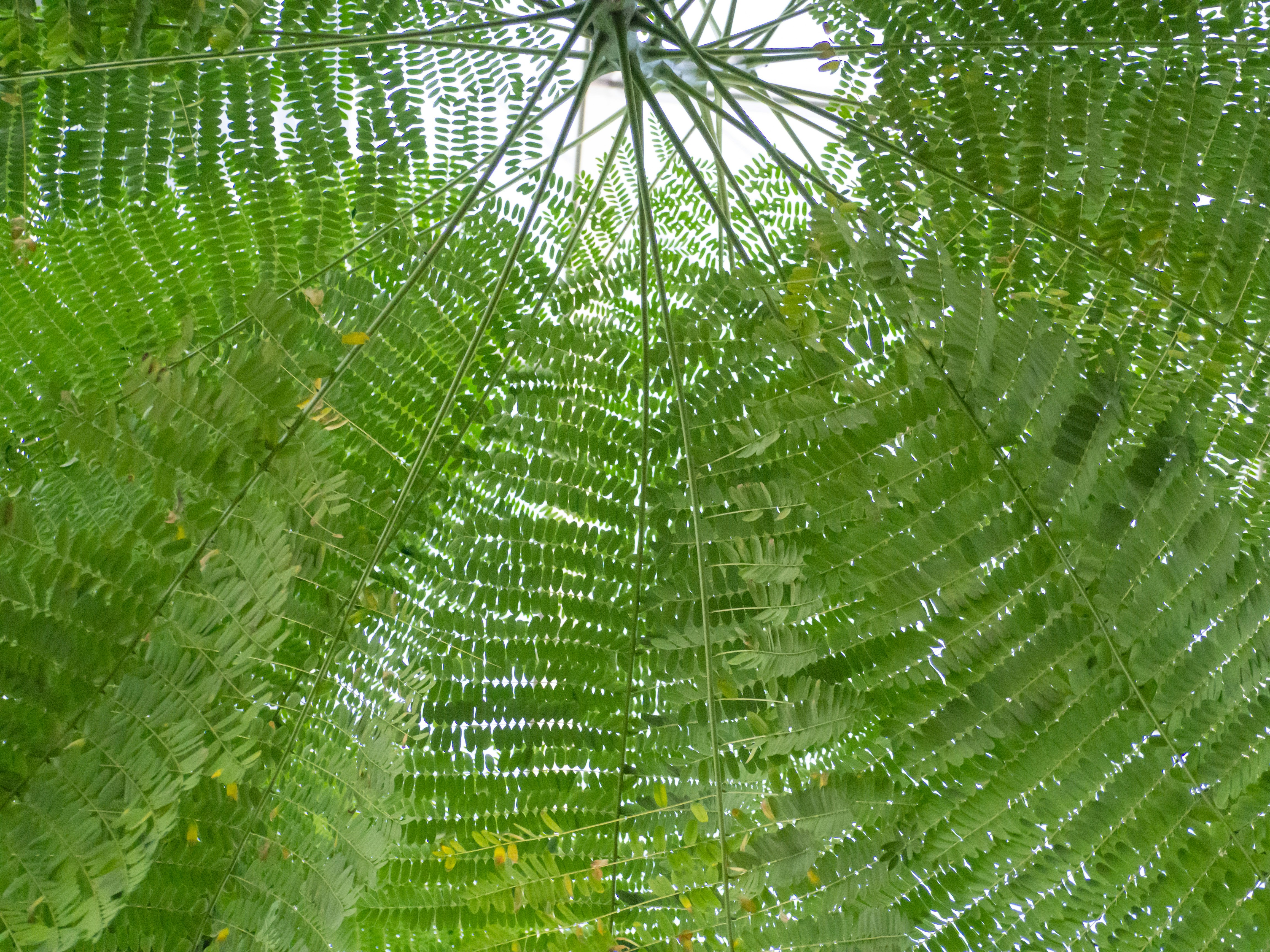 Apex of Green Lace: Fern Fronds Converge Under Dappled Light