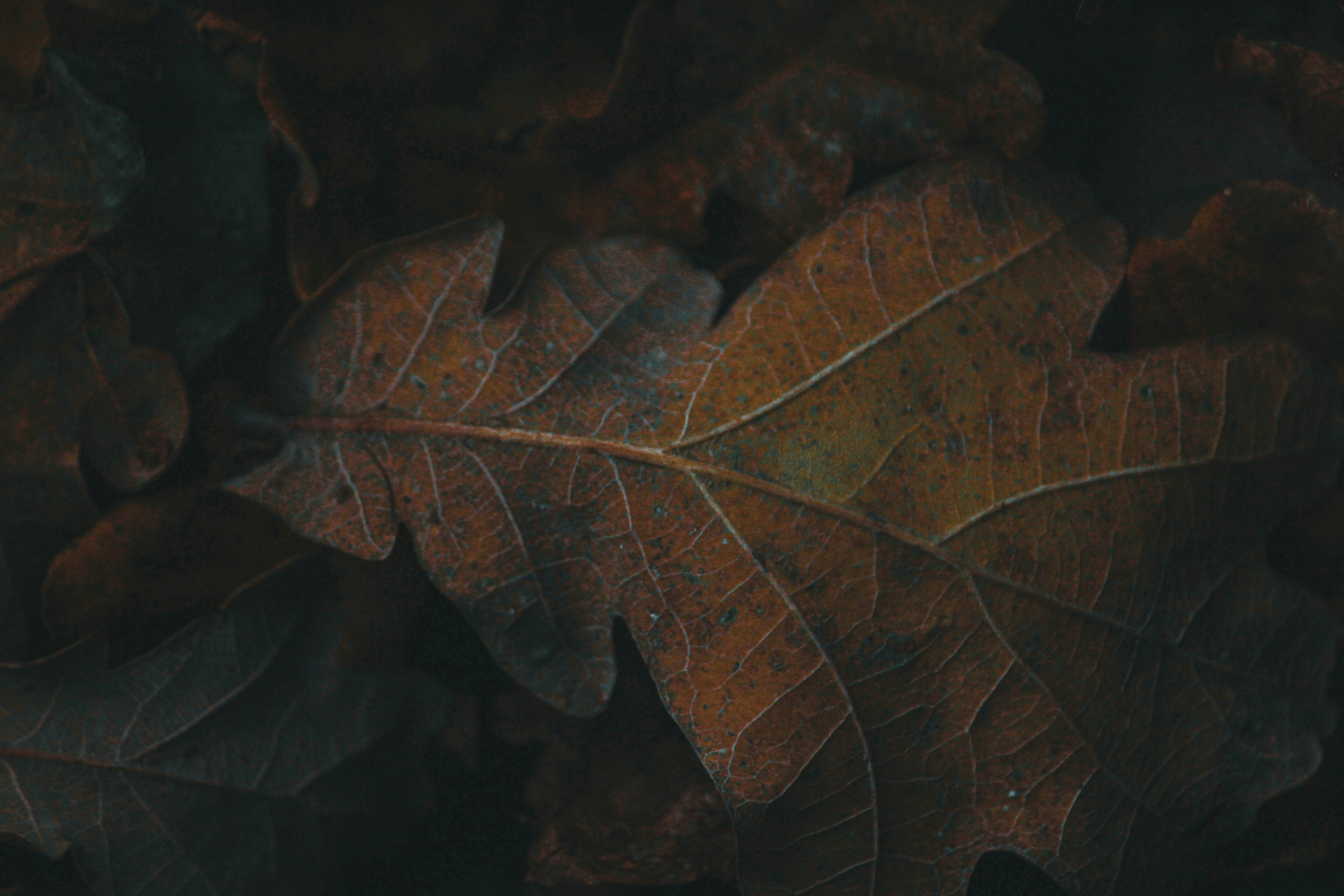 Veined Autumn in Dim Light: A Close-Up on a Weathered Leaf