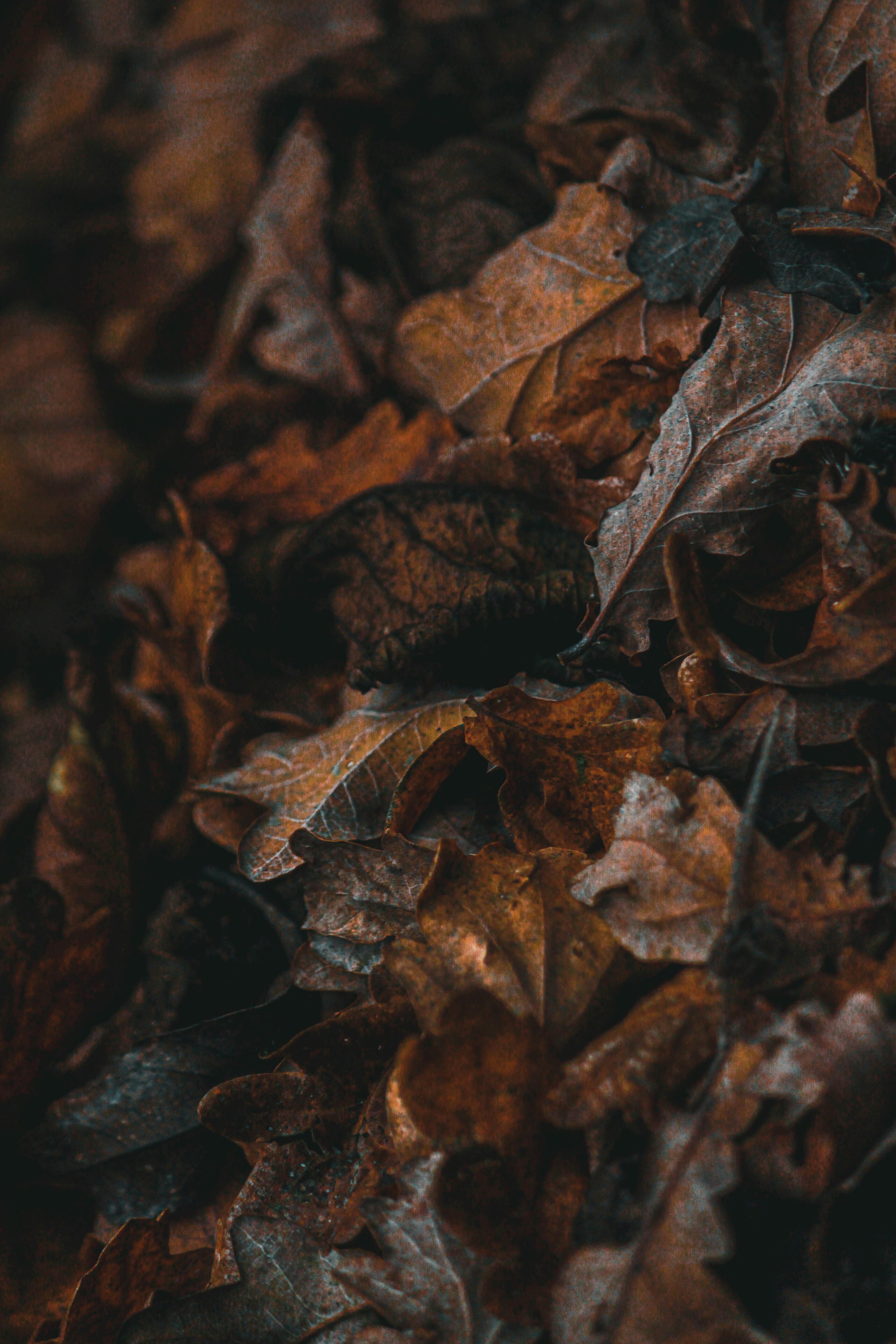 Cloaked in Shadow: A Close-Up Study of Weathered Autumn Leaves