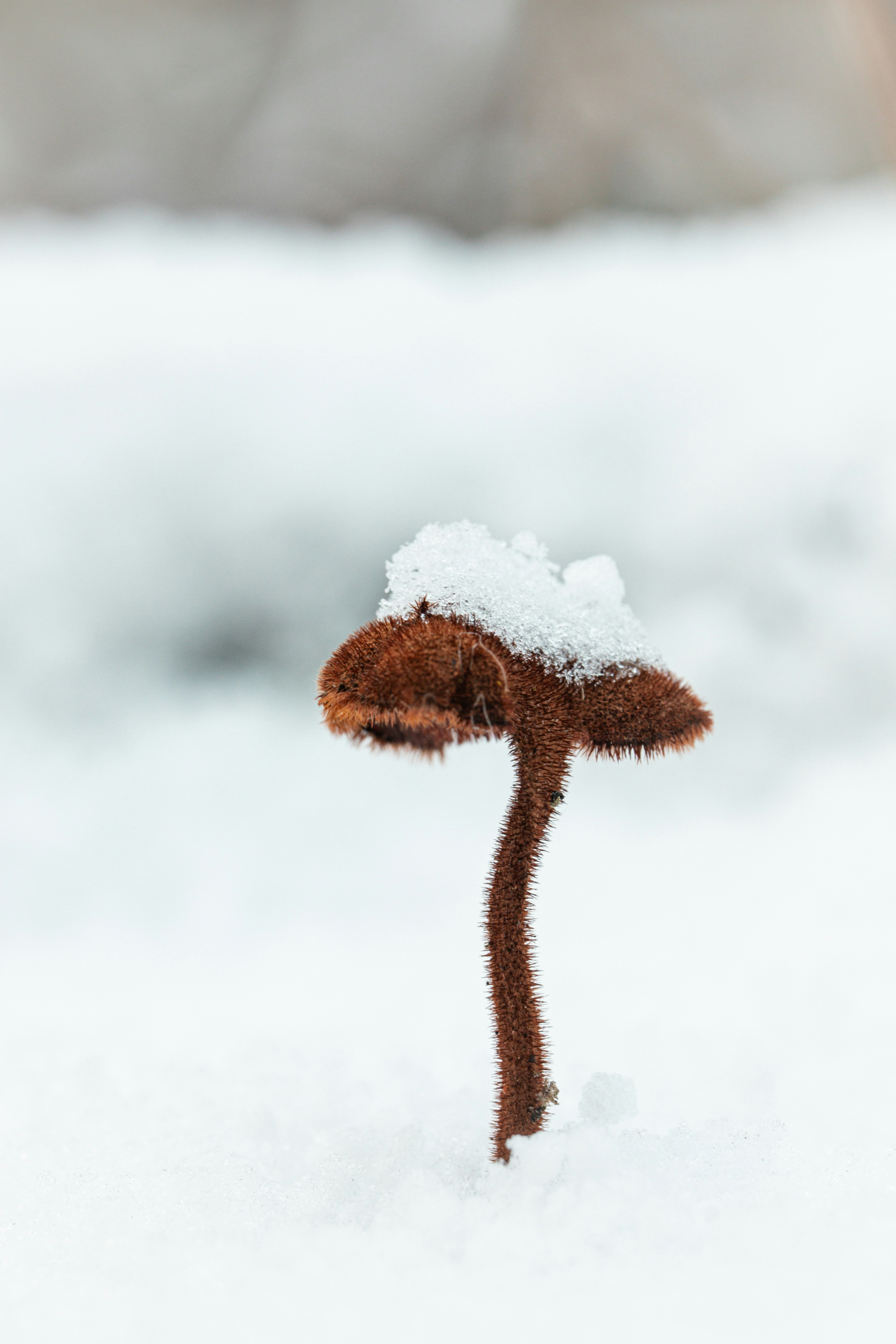 A small mushroom sprouts out of the snow photo – Free Animal Image on ...