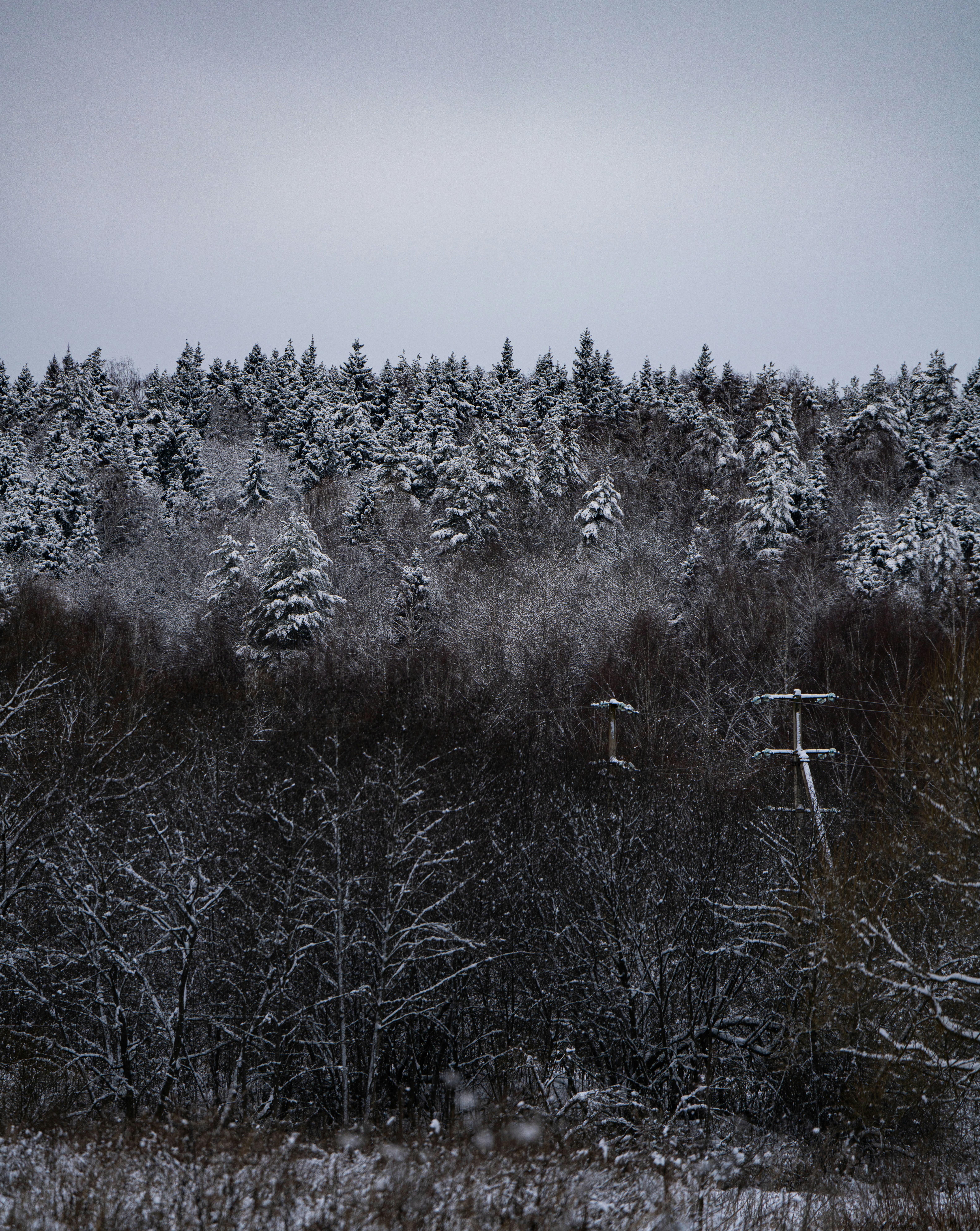 Static Silence: Snow-Laden Pines Frame Subtle Power Lines