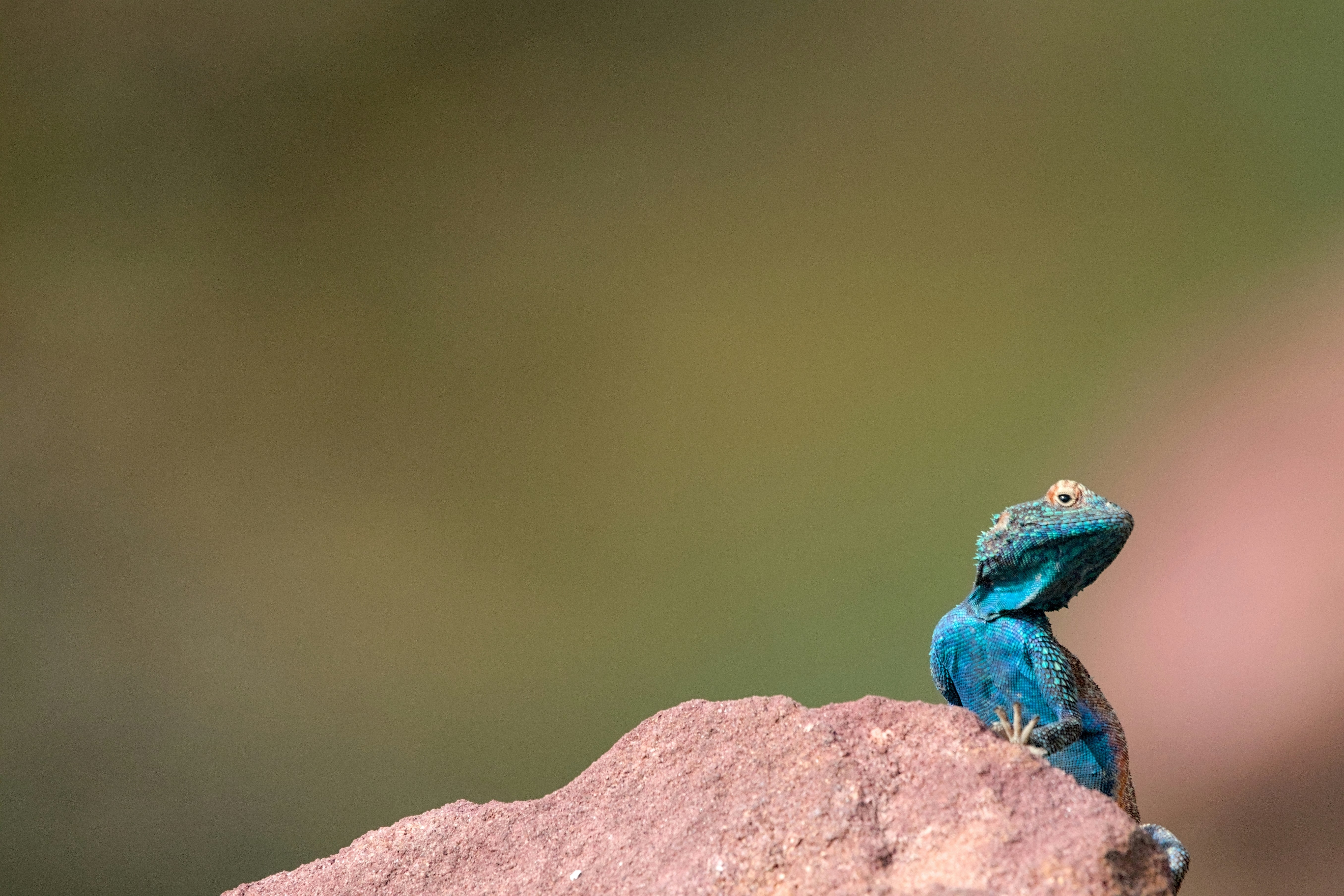 A small blue lizard sitting on top of a rock photo – Free Animal Image ...